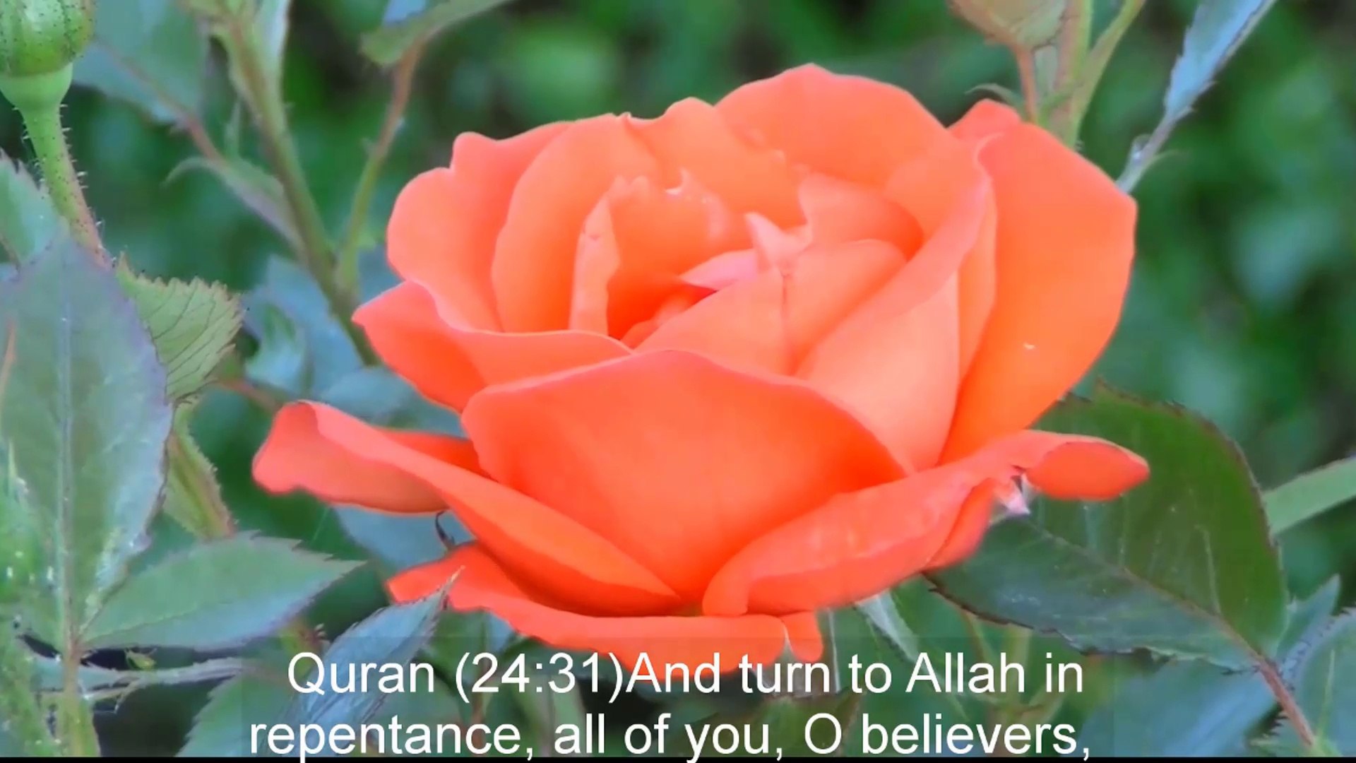 Roses No Copyright - 1920x1080 Wallpaper - teahub.io