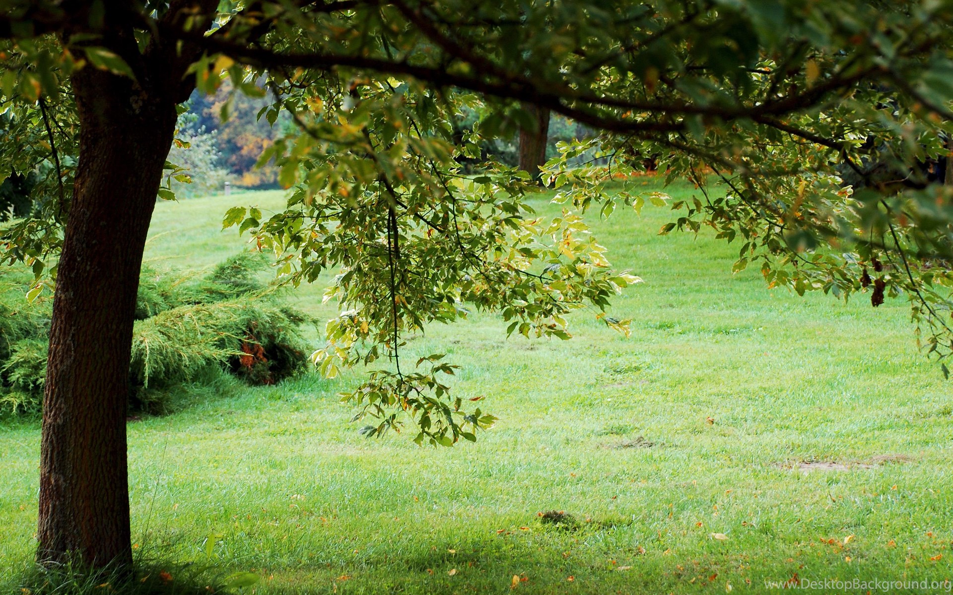 Windows Nature Backgrounds - Grove - 1920x1200 Wallpaper - teahub.io