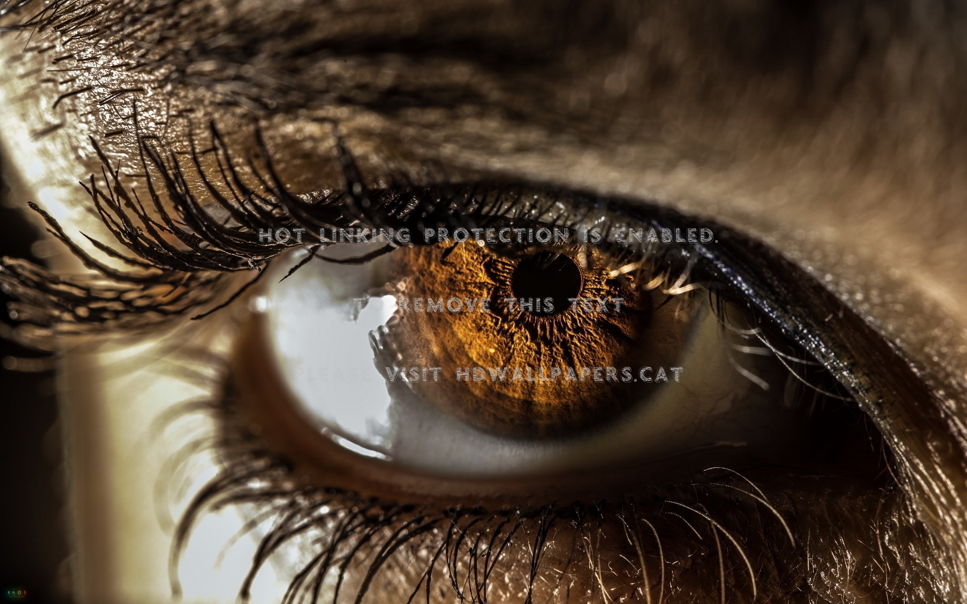 Golden Eye Woman Lashes Skin Iris Abstract - Amber Eyes - 1920x1200 ...
