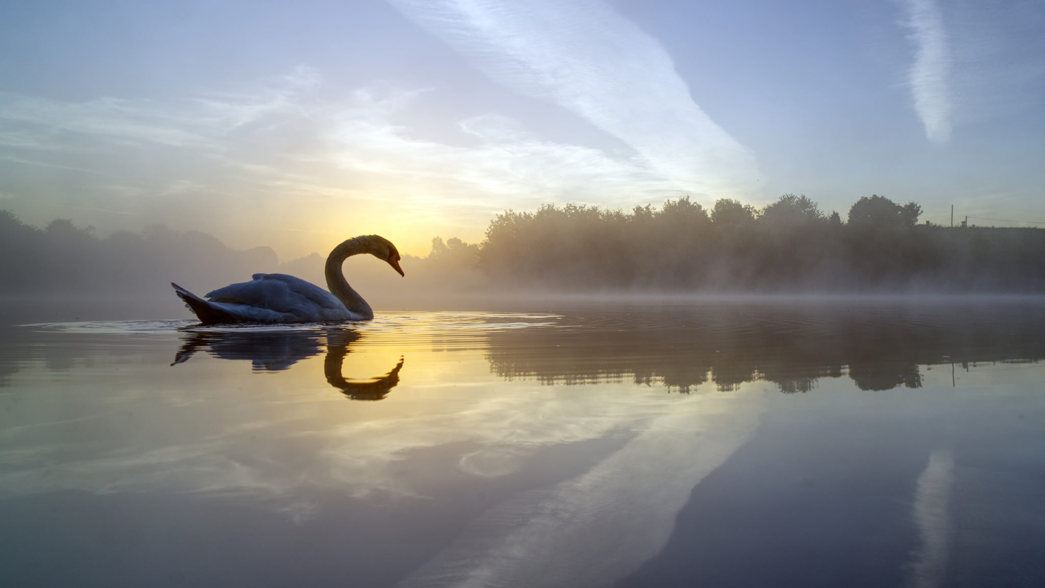 Lake Swan Tree - 2048x1152 Wallpaper - teahub.io