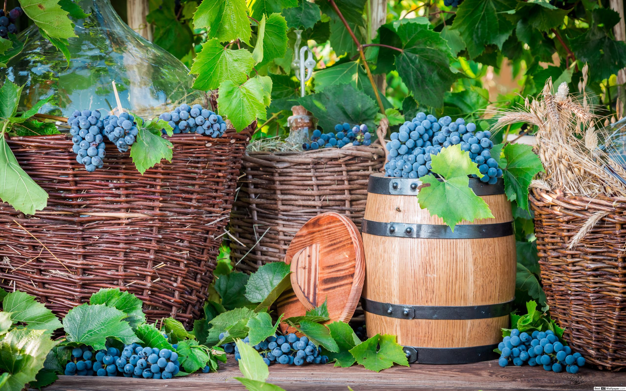 Fondos De Pantalla Paisajes De Uvas - 2560x1600 Wallpaper - teahub.io