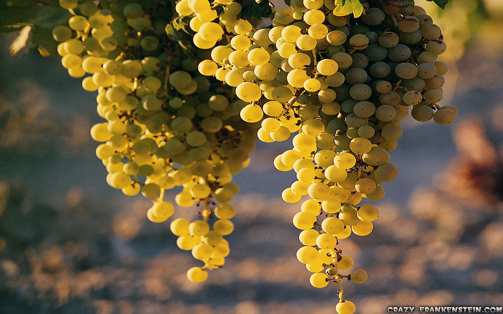 Verdicchio Grape - 1680x1050 Wallpaper - teahub.io