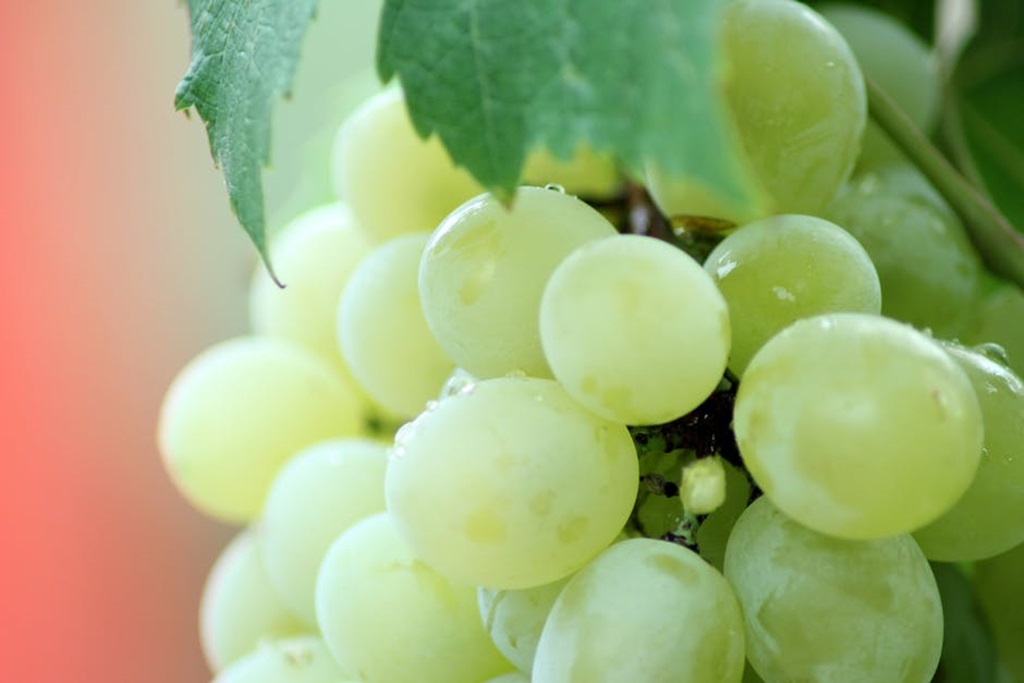 Rip Green Grapes Hd Wallpapers - Green Grapes - 1024x683 Wallpaper ...