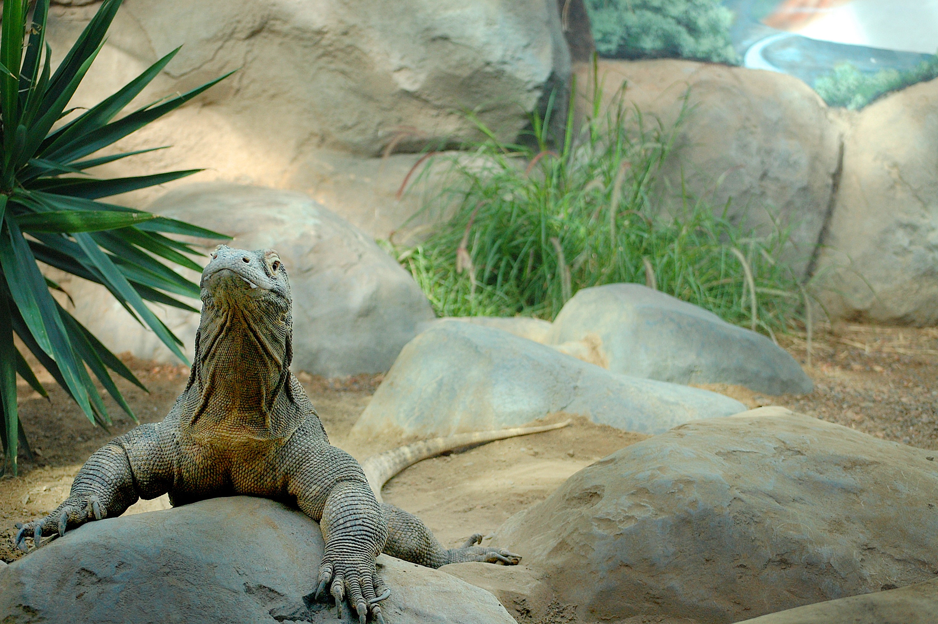 Zoo - 3008x2000 Wallpaper - teahub.io