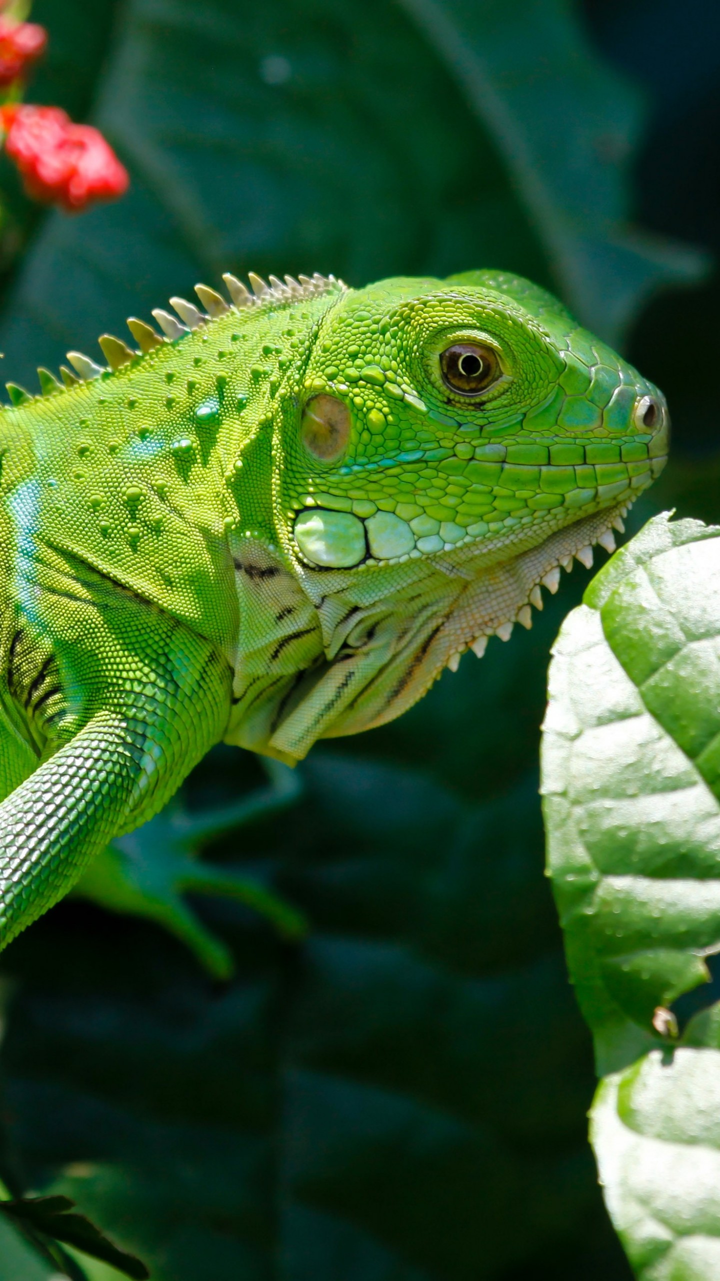 Iguana 4k - 1440x2560 Wallpaper - teahub.io