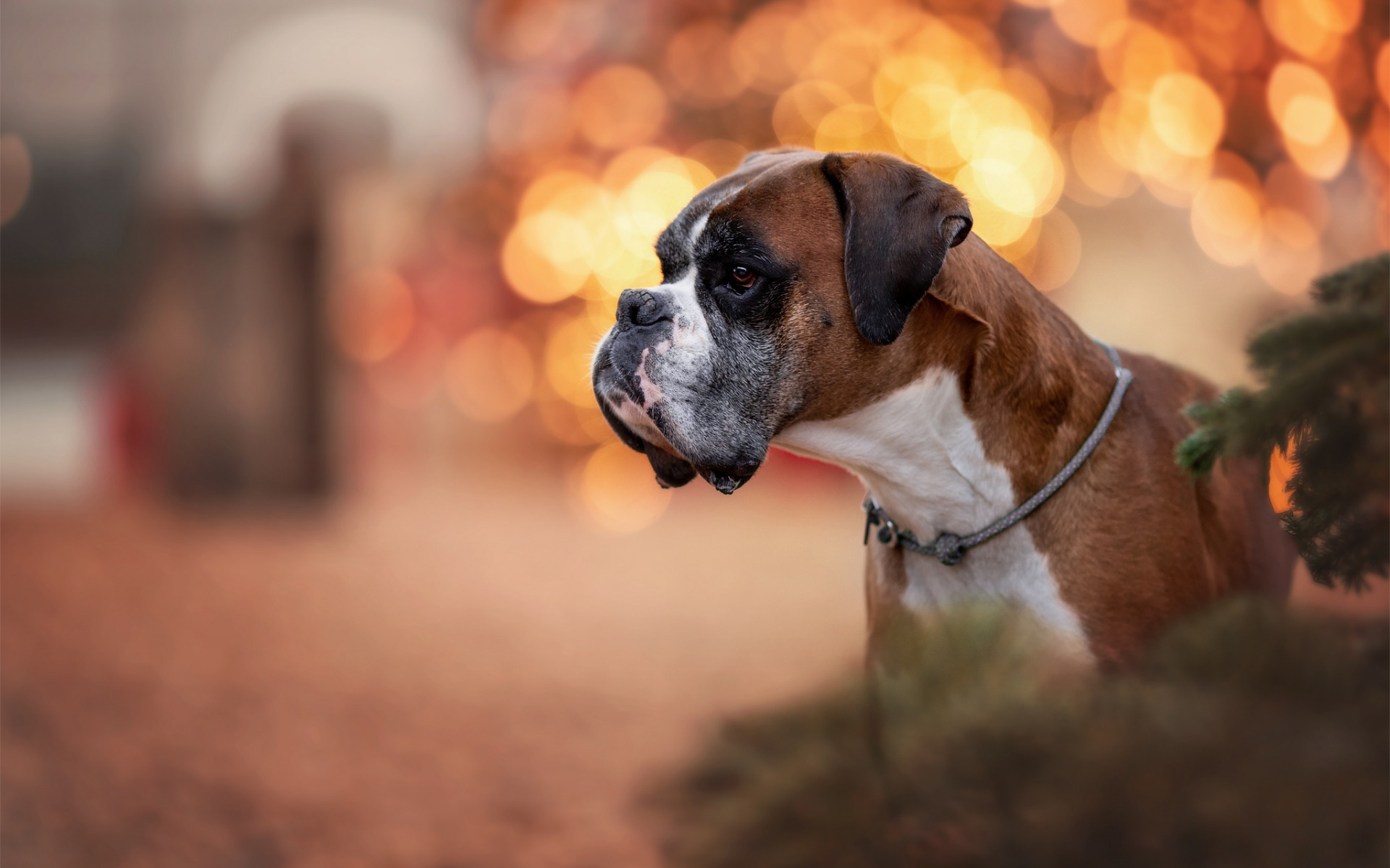 Boxer Dog, Pets, Brownish White Boxer, Dogs, German - Dogs Boxer ...