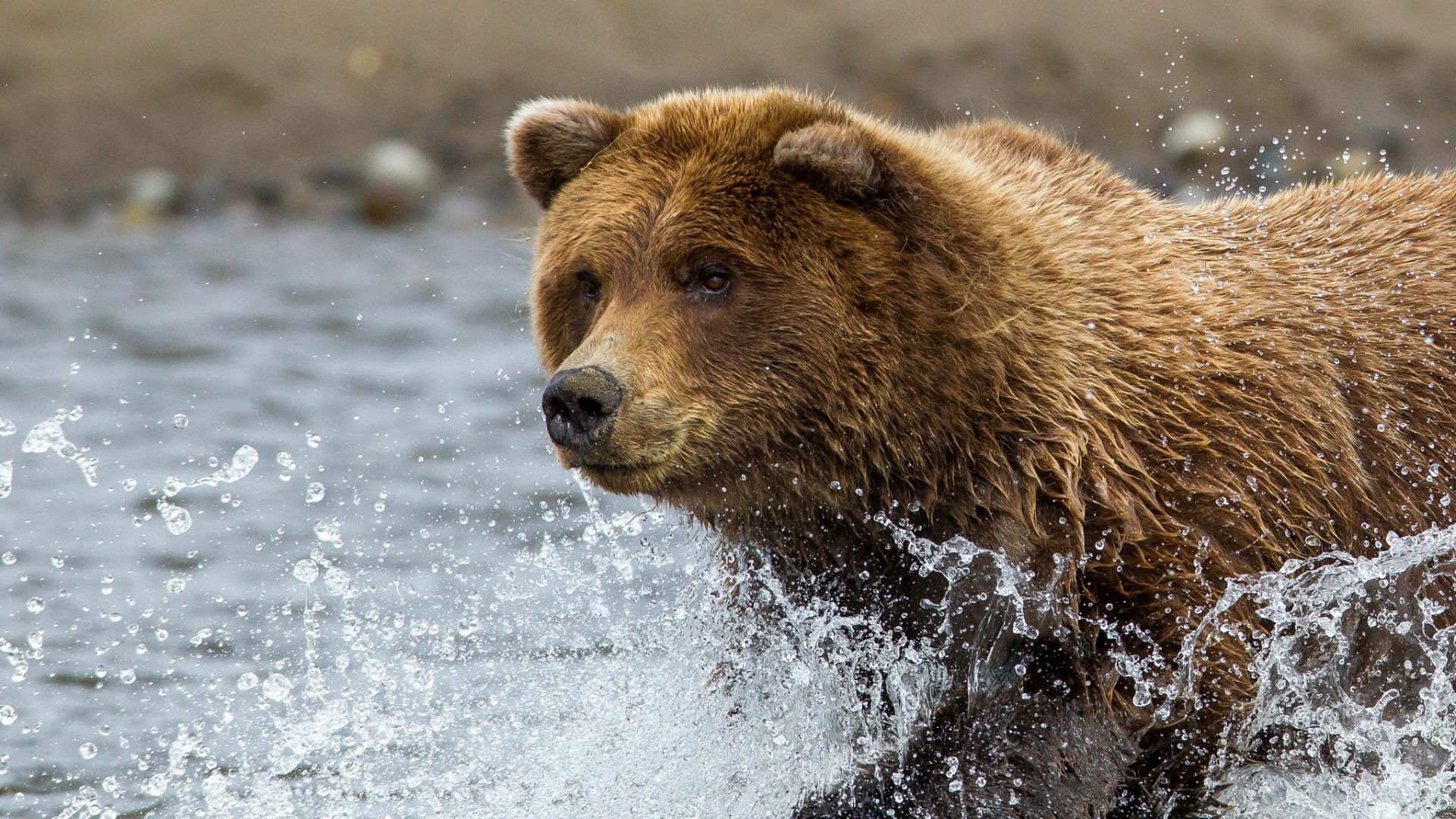 Bear Wallpaper Windows - 1920x1080 Wallpaper - teahub.io