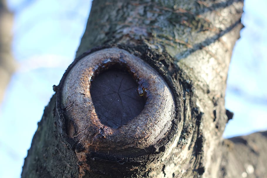 Download Strain, Knot, Rings, Wooden, Kura, Tree Trunk, Focus - Wood ...