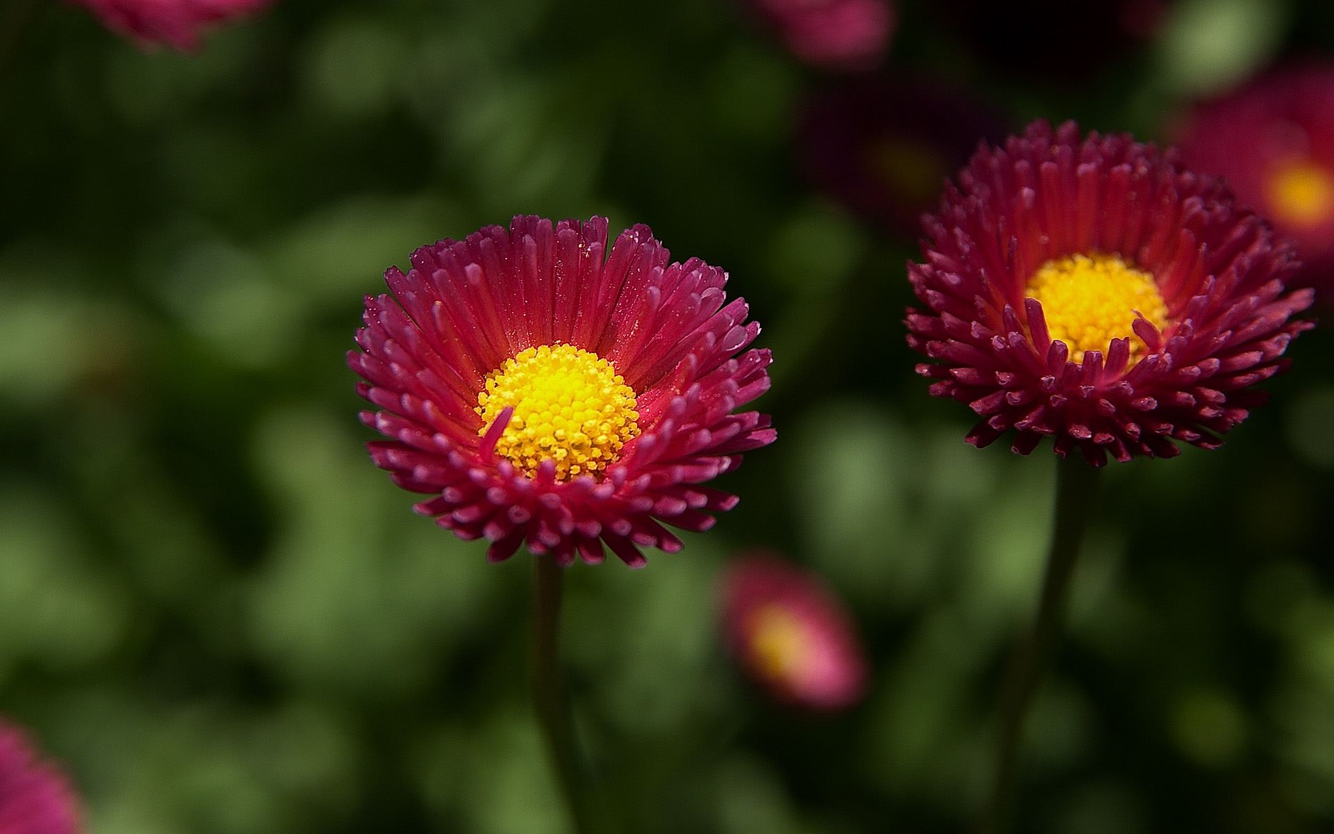 Chrysanths - 1920x1200 Wallpaper - teahub.io