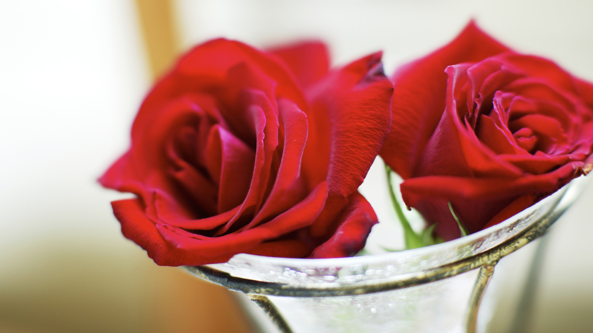 Hd Wallpaper Two Red Roses at Samuel Kenneth blog