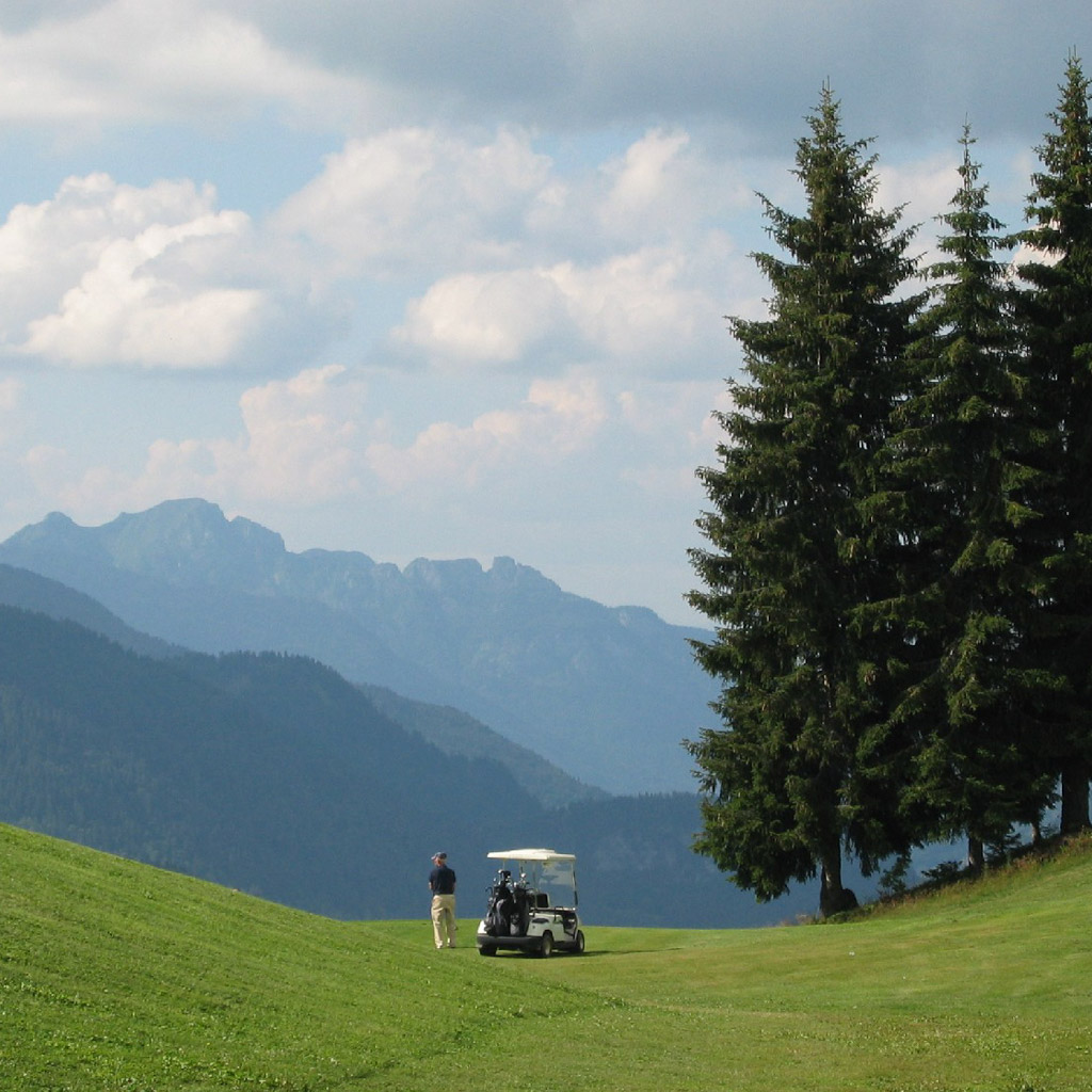 Shortleaf Black Spruce - 1024x1024 Wallpaper - teahub.io