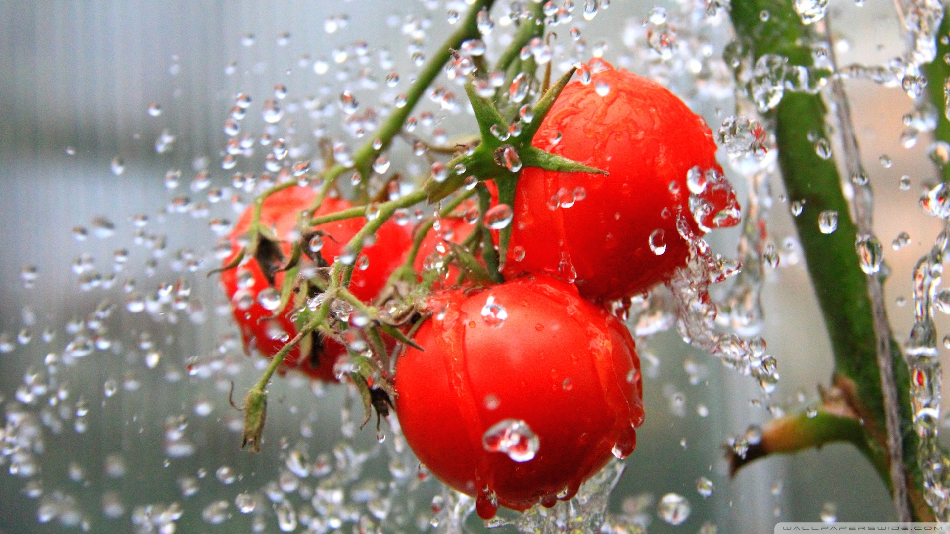 Tomato Wallpaper Hd - 1920x1080 Wallpaper - teahub.io