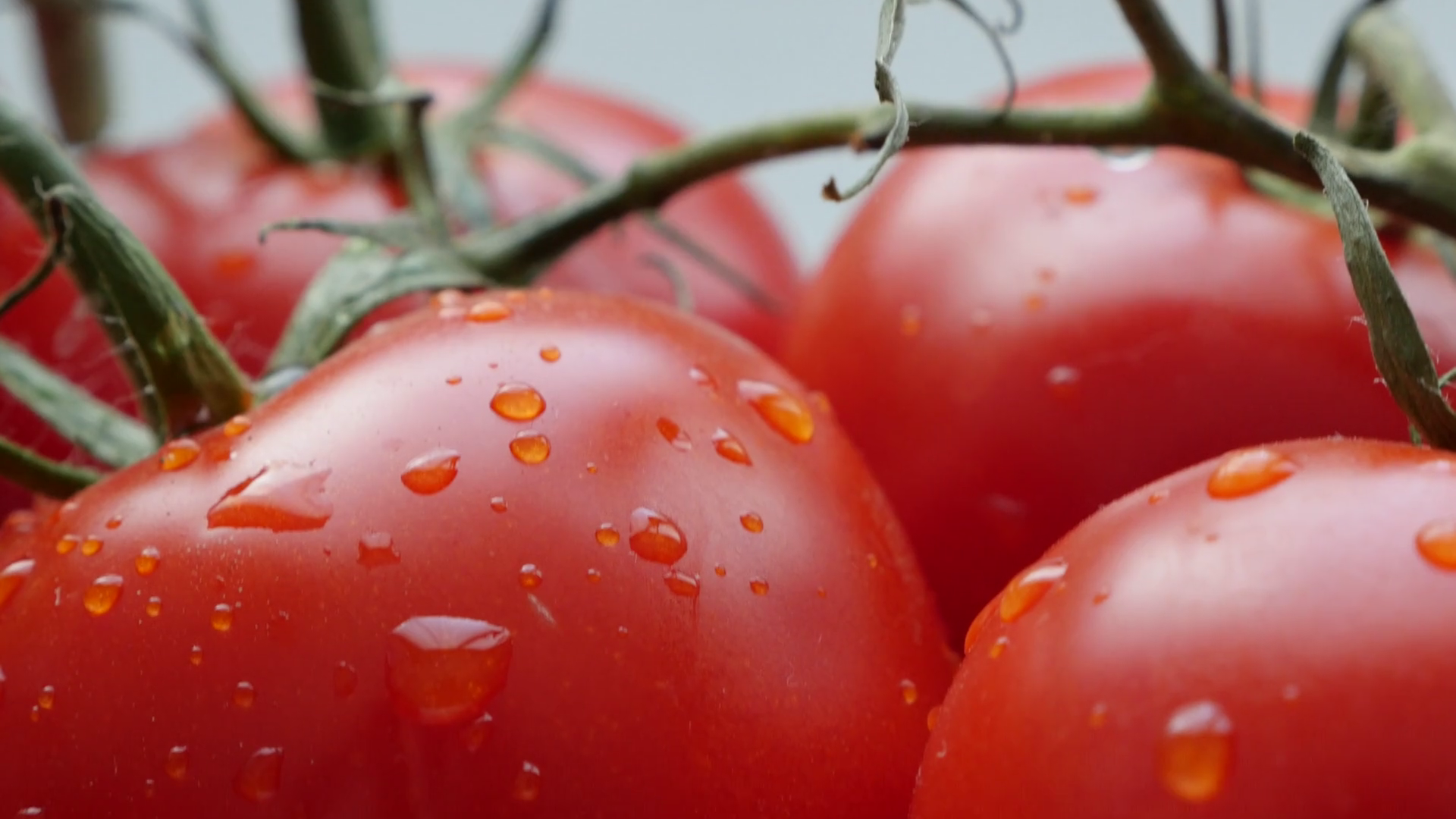 High Resolution Tomatoes On A Vine - 1920x1080 Wallpaper - teahub.io