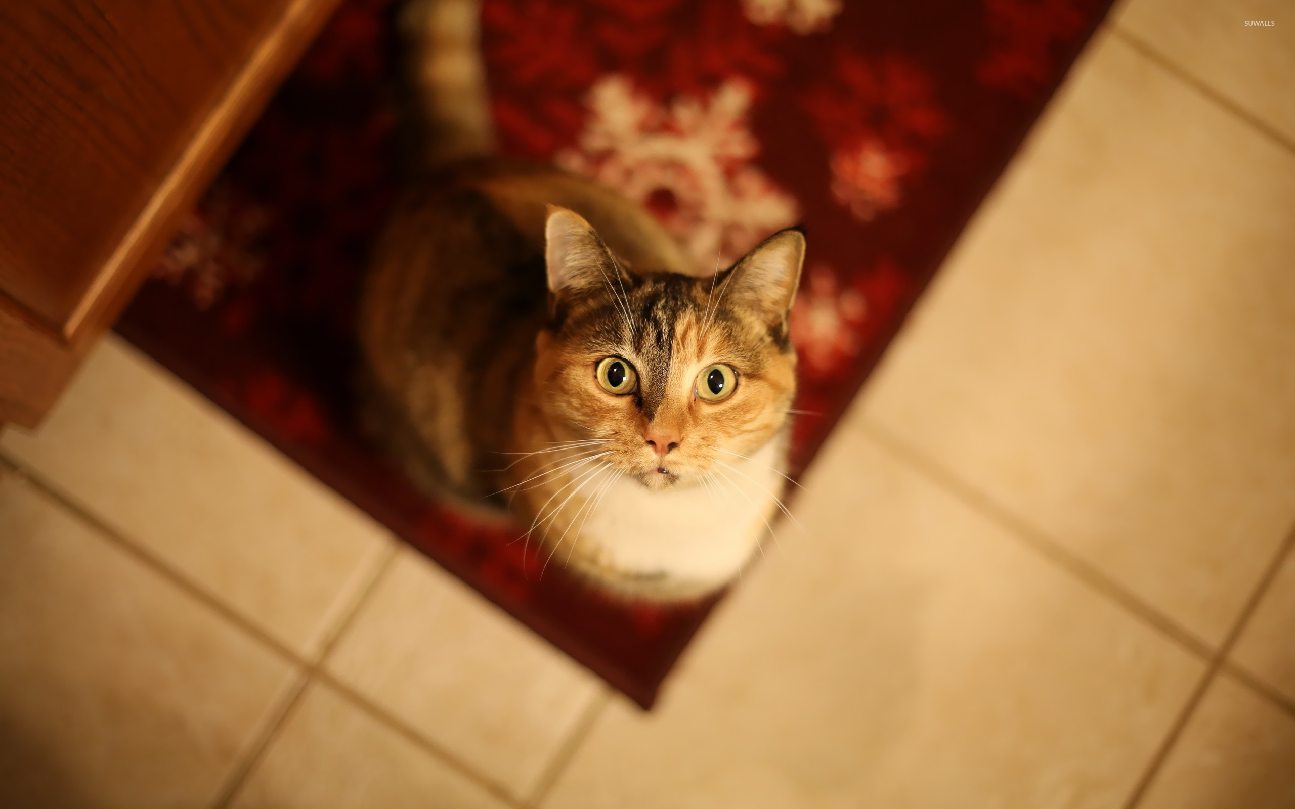 Look Up Cat - 2560x1600 Wallpaper - teahub.io