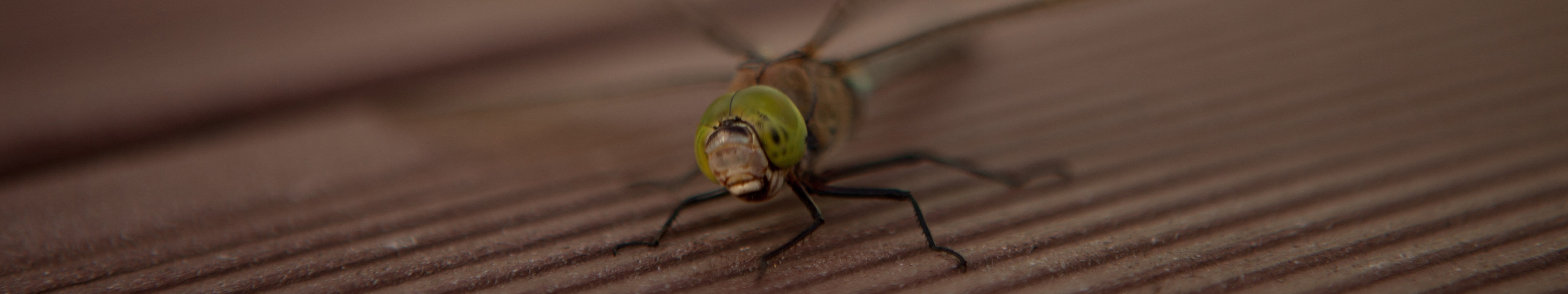 Net-winged Insects - 5760x1080 Wallpaper - teahub.io