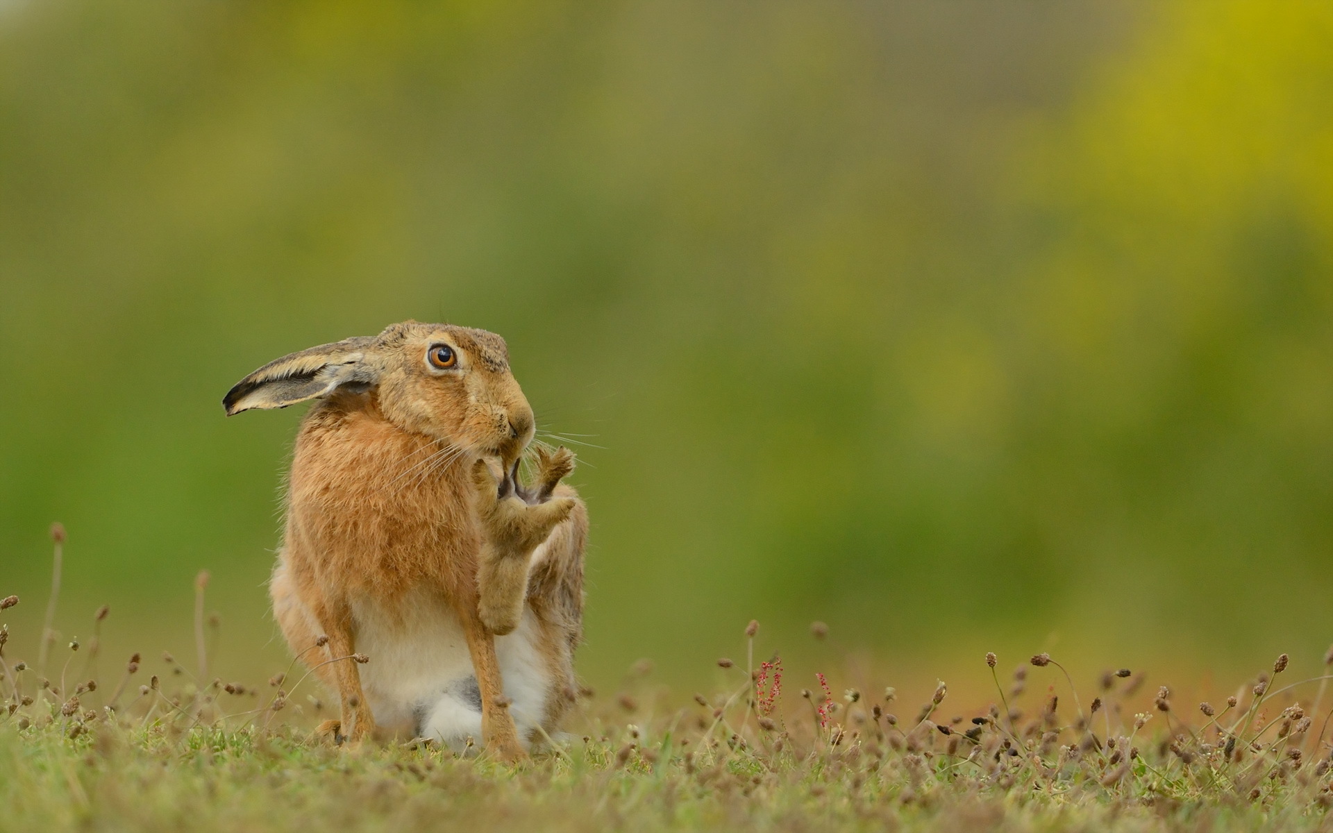 Animal - Hare Wallpaper - Hare Hd - 1920x1200 Wallpaper - teahub.io