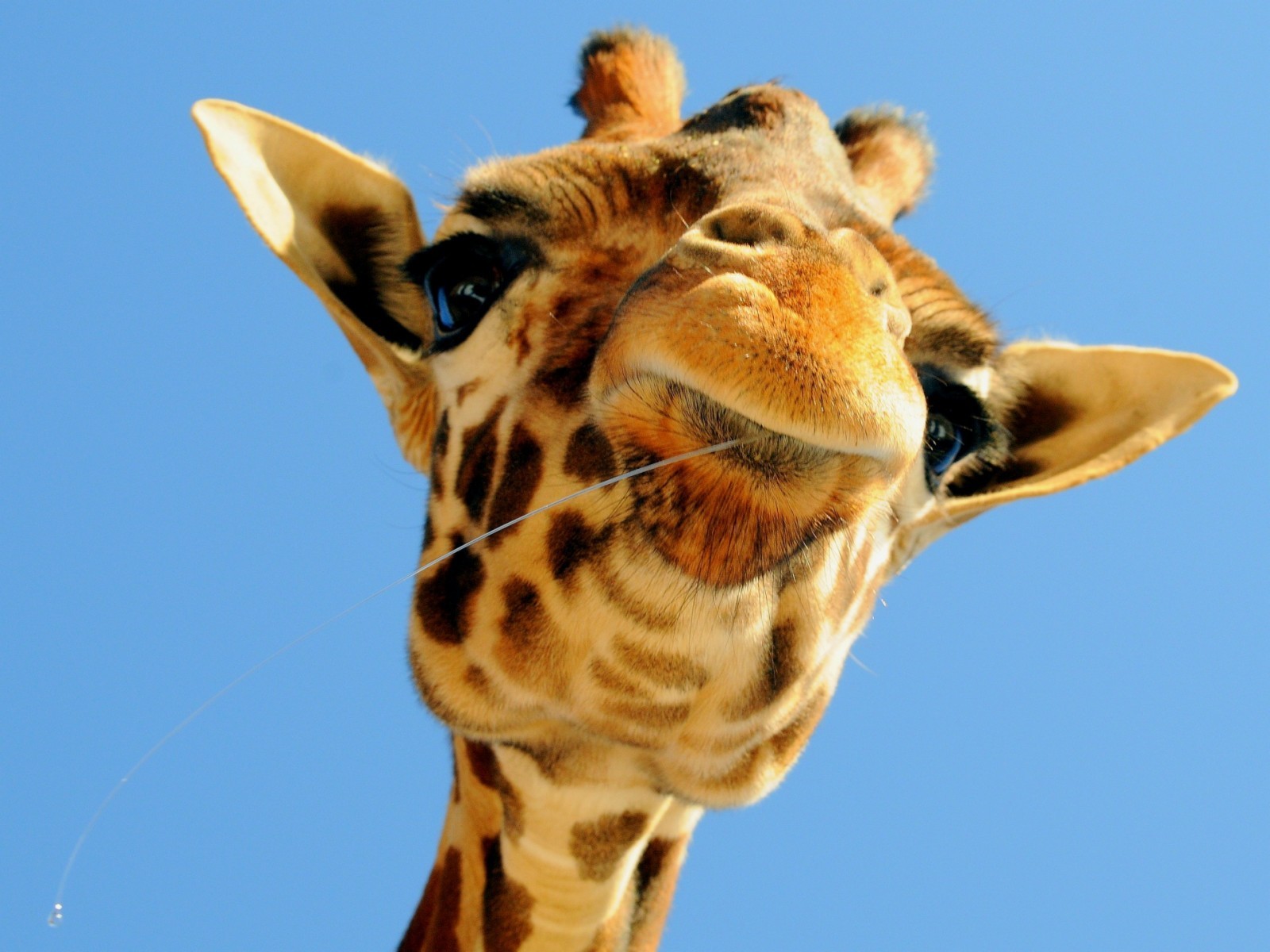 High Resolution Picture Of A Giraffe - 1600x1200 Wallpaper - teahub.io