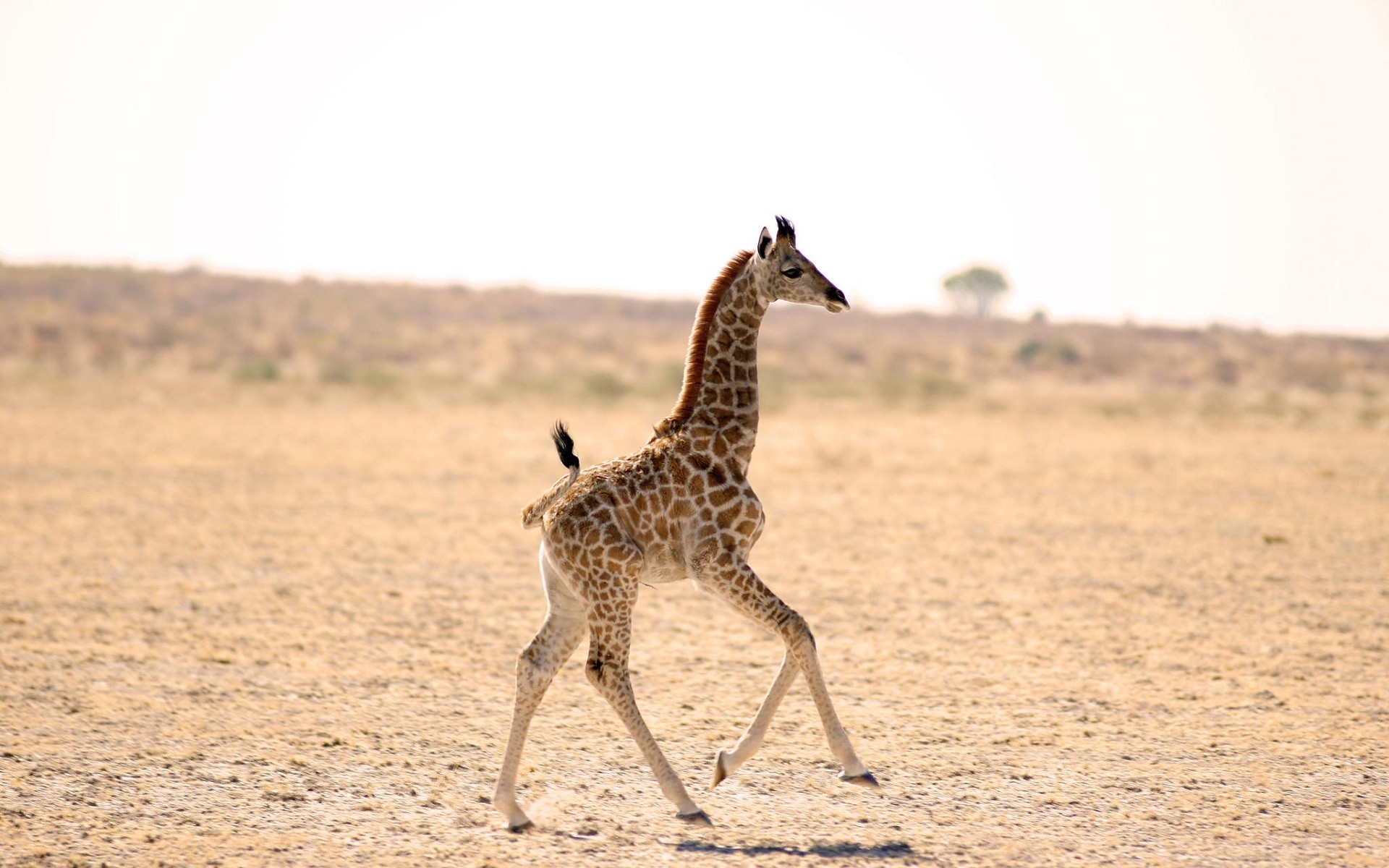 1920x1200, Cute Baby Giraffe Running In Forest Wallpapers - Cute Love ...