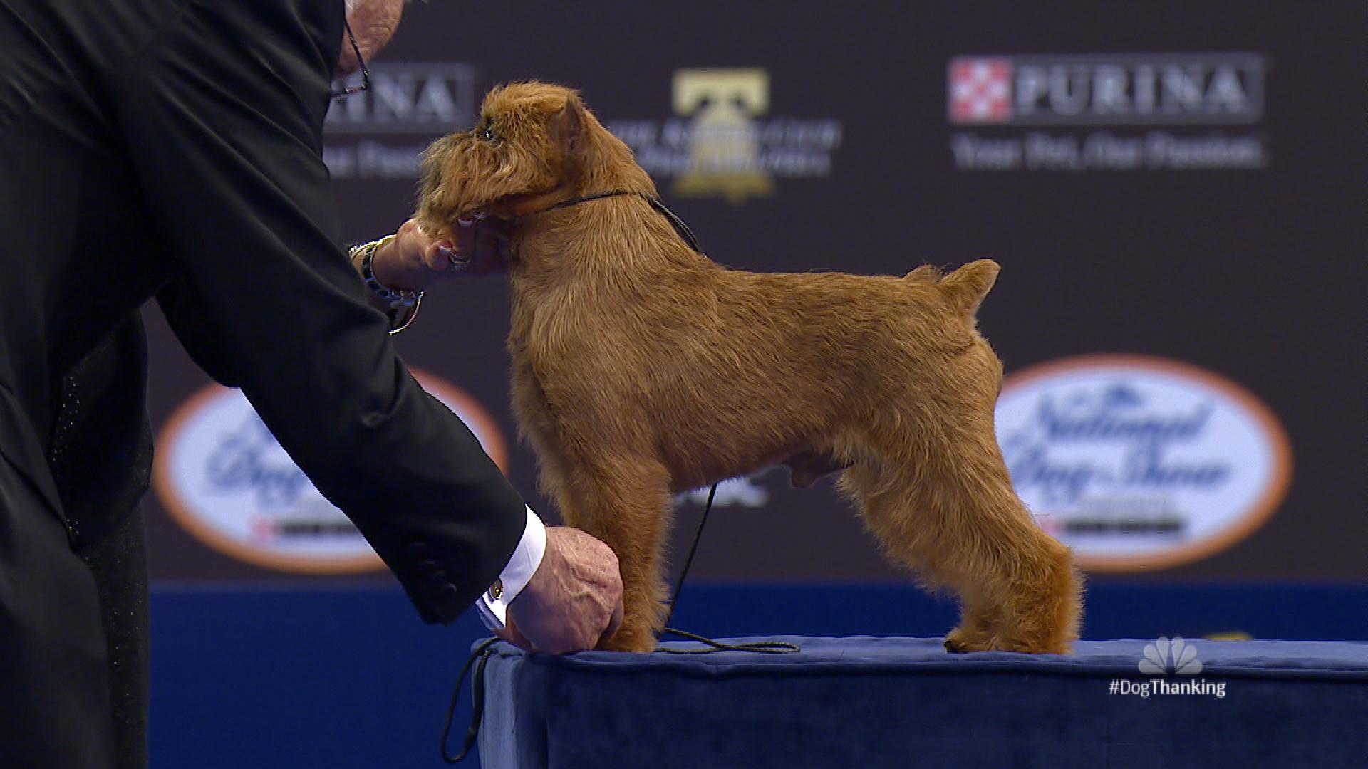 Who Won The Best In Show Dog 2018