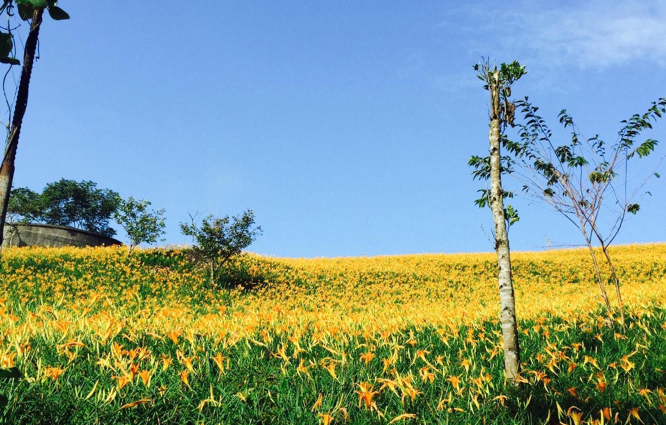Photo Wallpaper Grass, Fresh, Sky, Scrubs - Field - 1332x850 Wallpaper ...