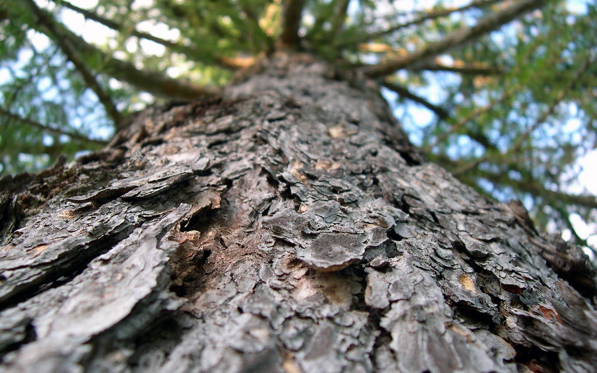 Hd Tree Bark - 1920x1200 Wallpaper - teahub.io