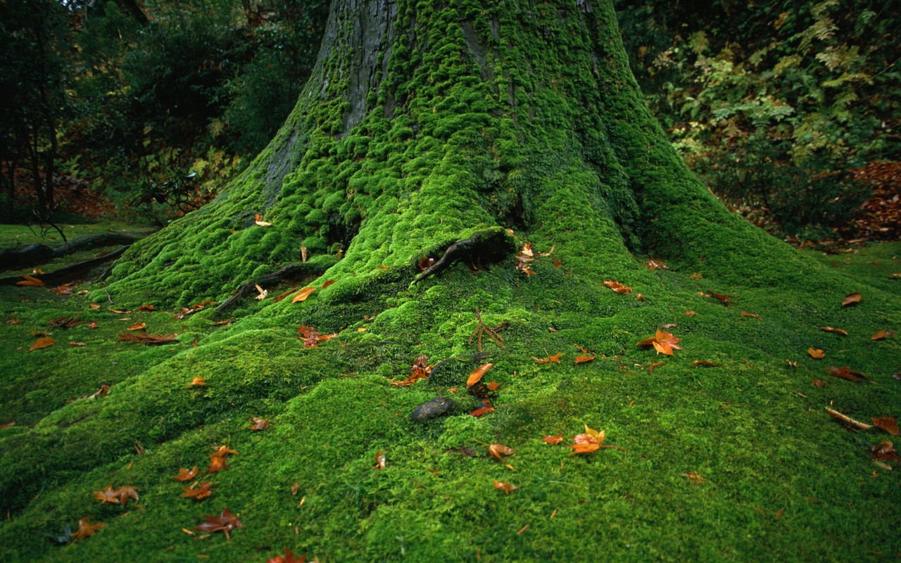 Green Tree Windows 7 Scenery Wallpaper - Moss Tree - 1280x800 Wallpaper ...