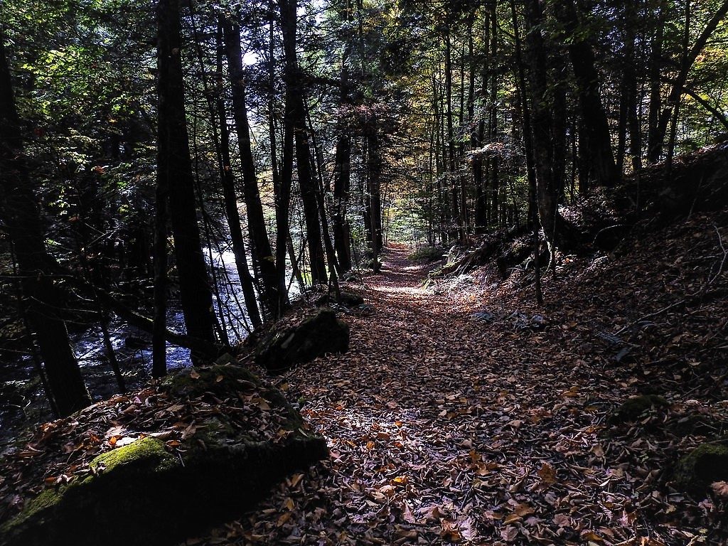 Old-growth Forest - 1024x768 Wallpaper - teahub.io