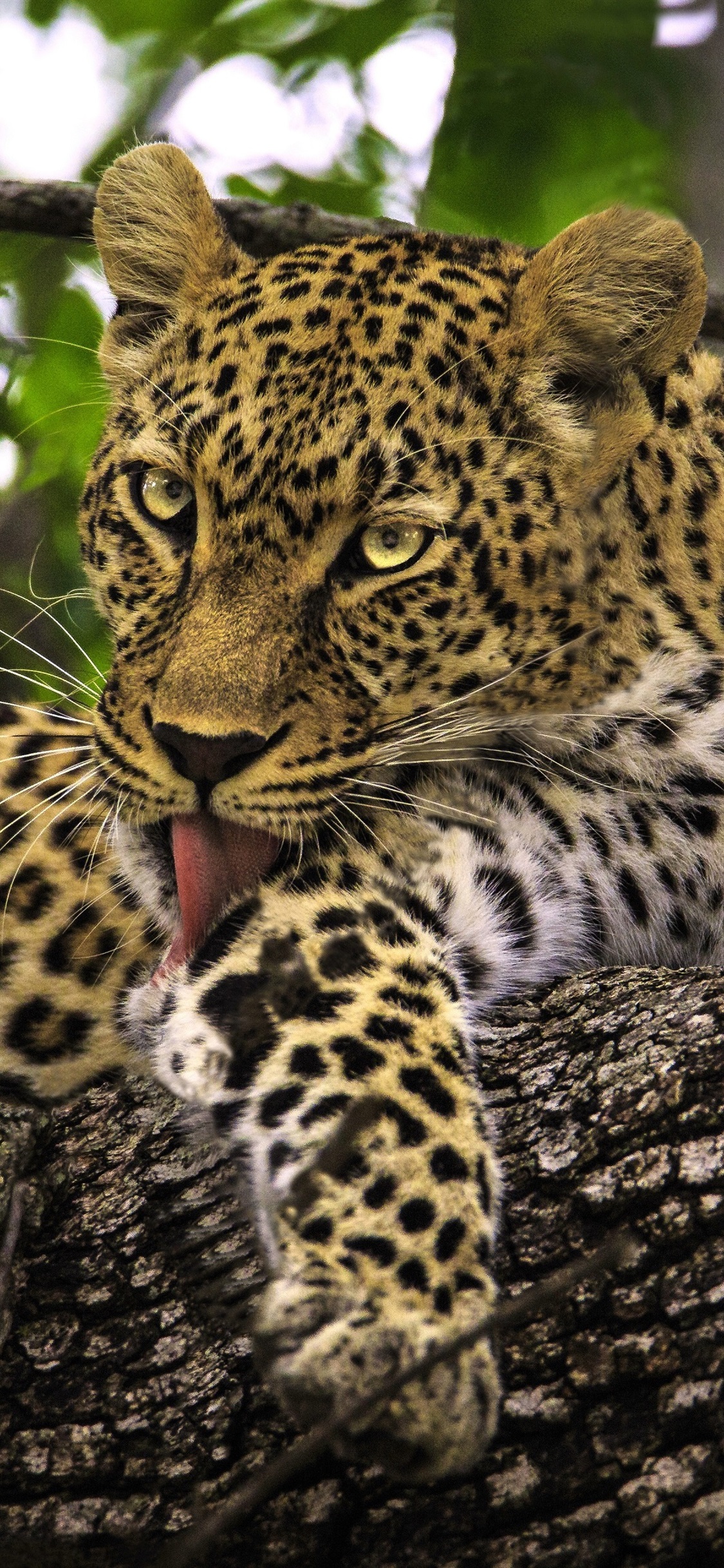 Iphone Wallpaper Leopard, Rest In Tree - Fondo De Pantalla Leopardo ...