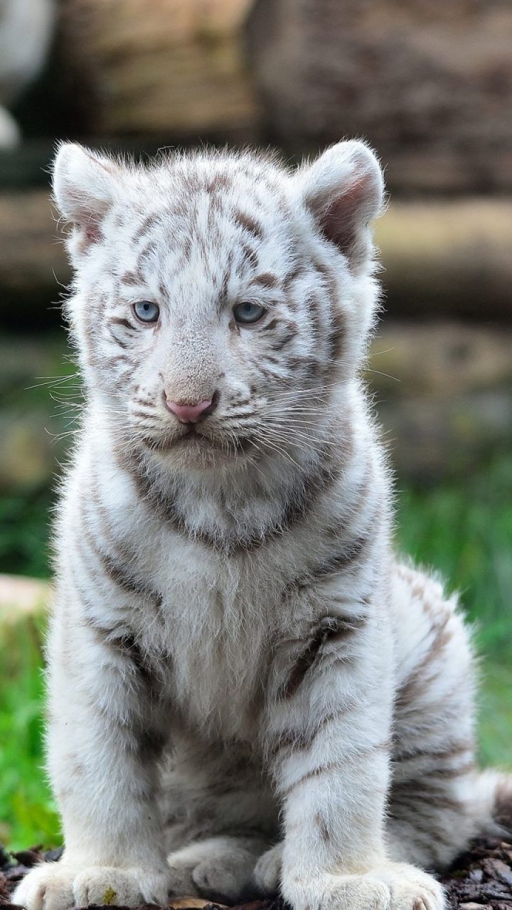 Cute Baby Tiger Wallpaper