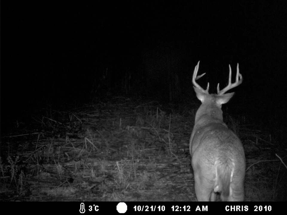 Elk - 960x720 Wallpaper - teahub.io