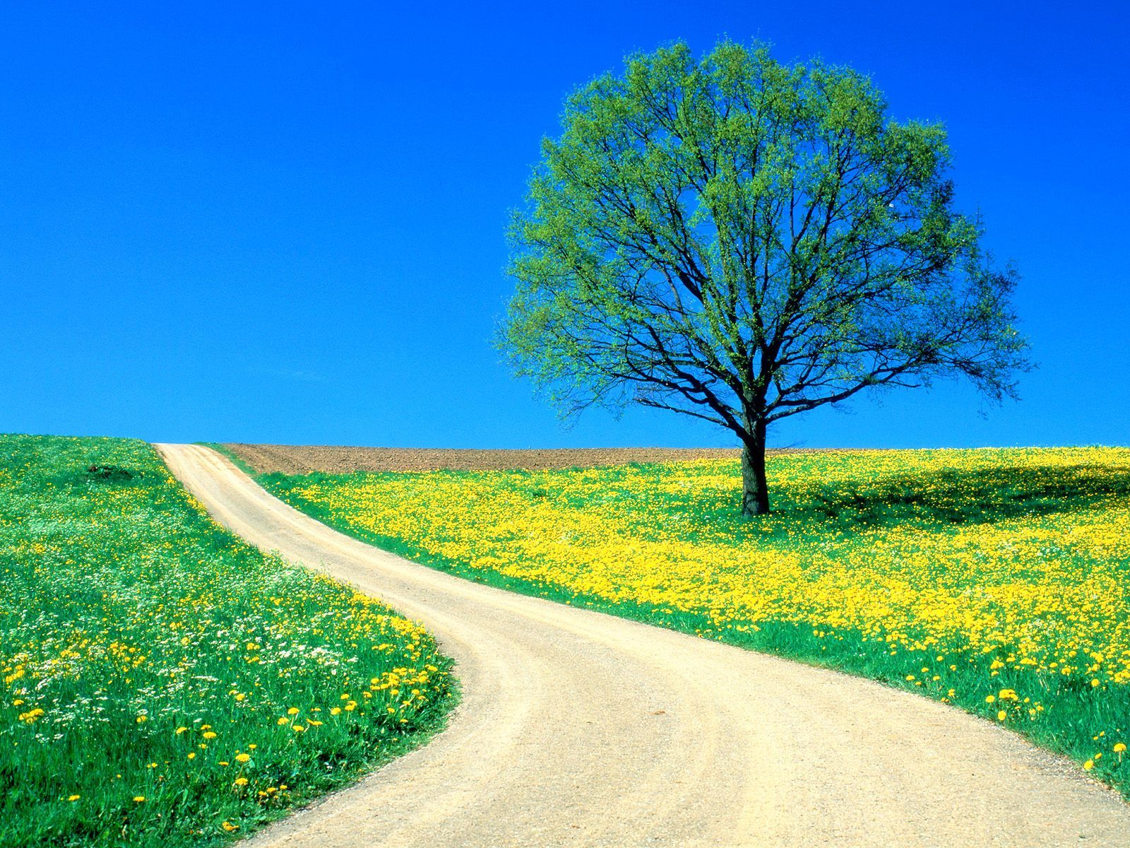 Spring Road Wallpaper - Spring Backgrounds - 1600x1200 Wallpaper ...