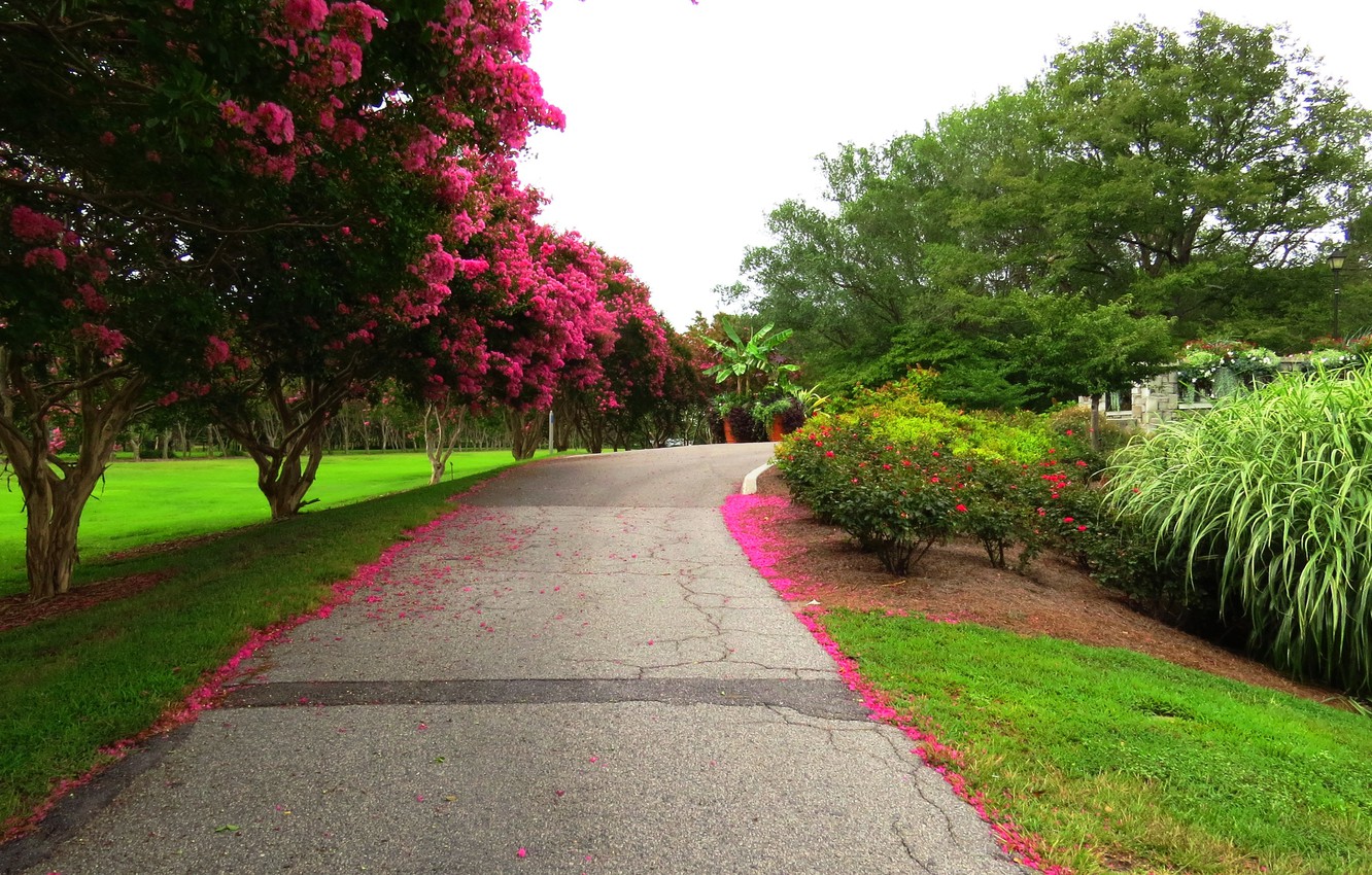 Photo Wallpaper Road, Trees, Flowers, Park, Spring, - Rhododendron ...