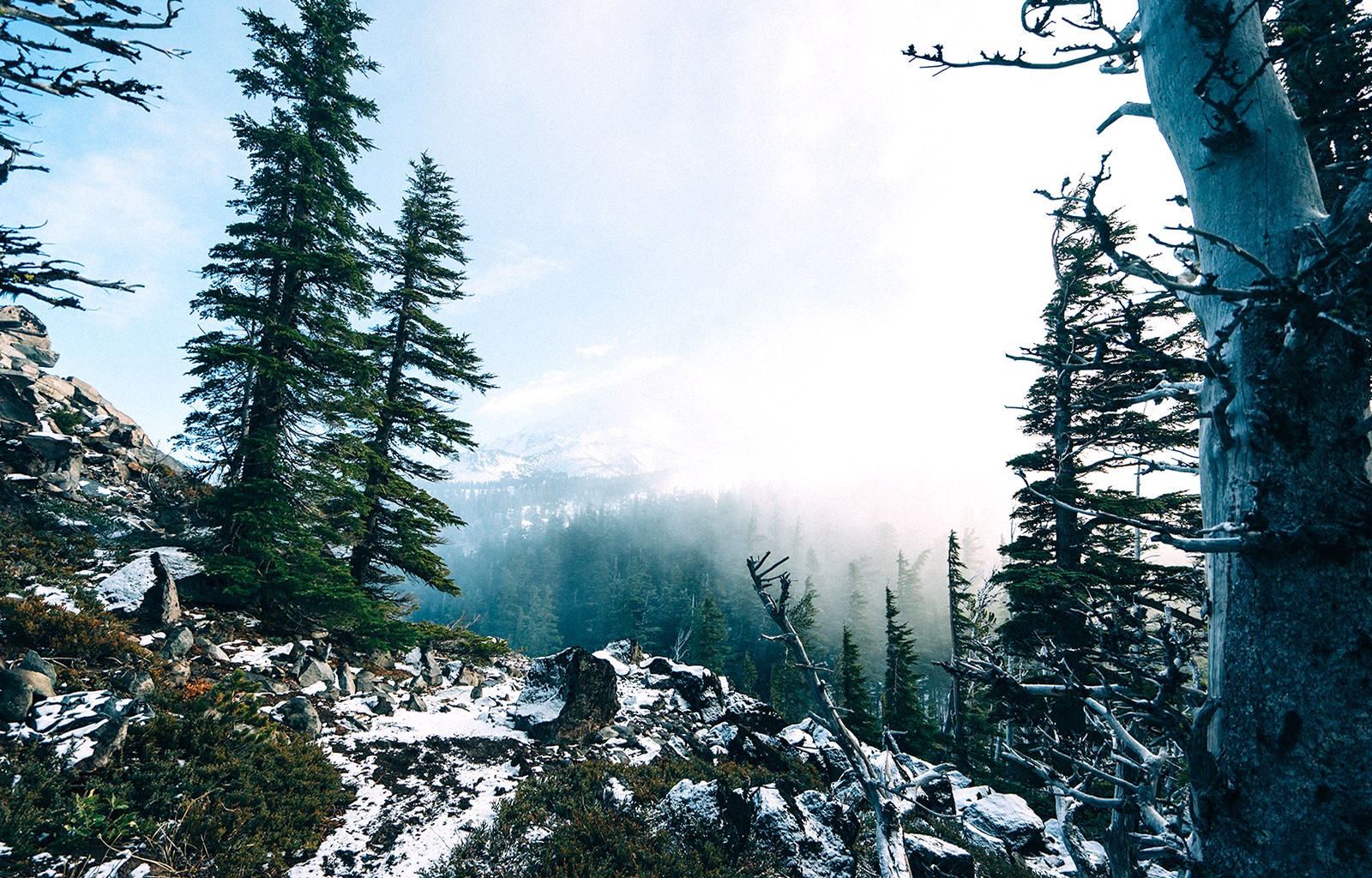 Shortleaf Black Spruce - 1600x1024 Wallpaper - teahub.io