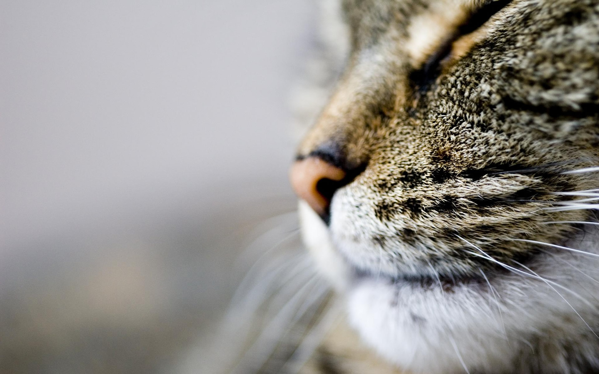 Cat Side Face Close - 1920x1200 Wallpaper - teahub.io