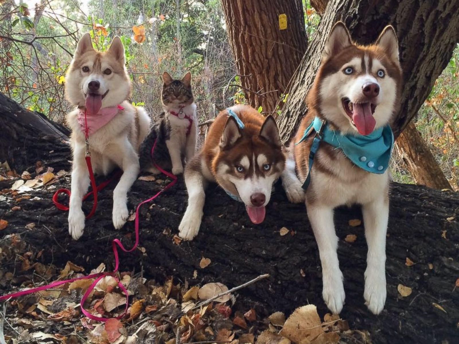 Cat And Husky Friends - 1600x1200 Wallpaper - teahub.io