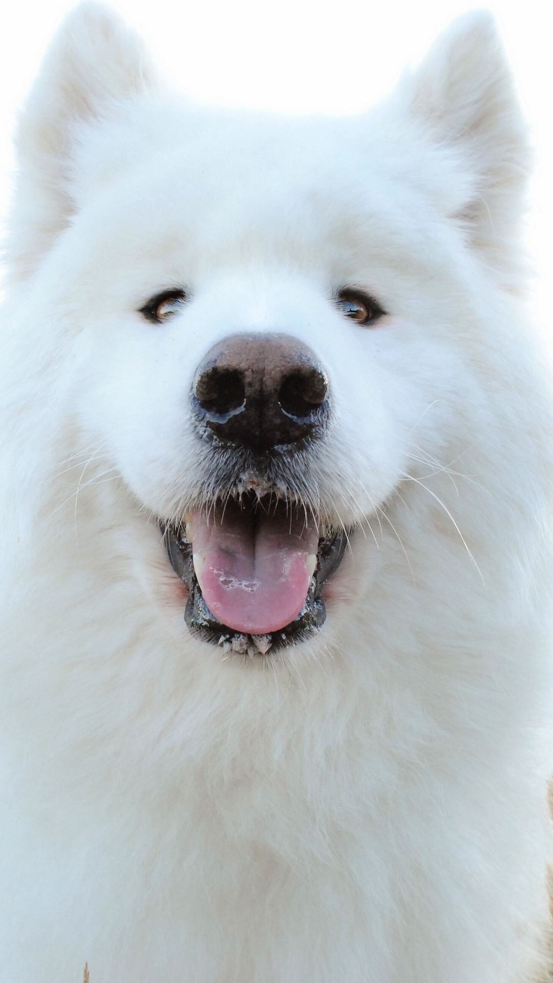 Wallpaper Samoyed, Shepherd, Dog, Muzzle, Drooling - Samoyed Wallpaper ...