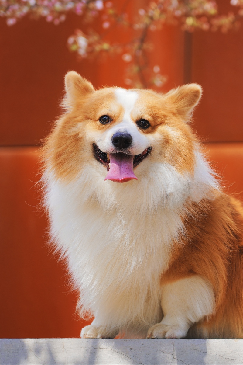 Wallpaper Pembroke Welsh Corgi, Welsh Corgi, Dog, Protruding - Orange ...