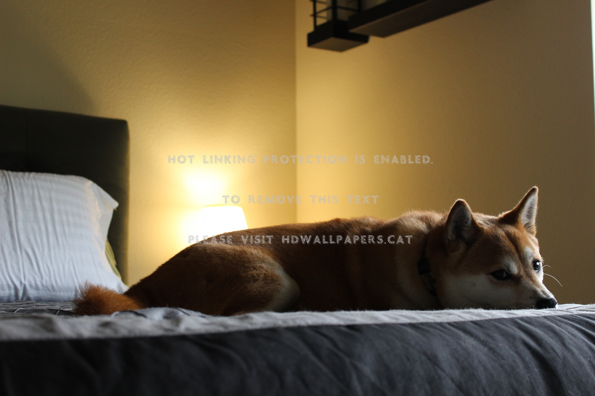 Dog Puppy Sweet Pretty Beautiful Cute - Companion Dog - 2048x1365 ...