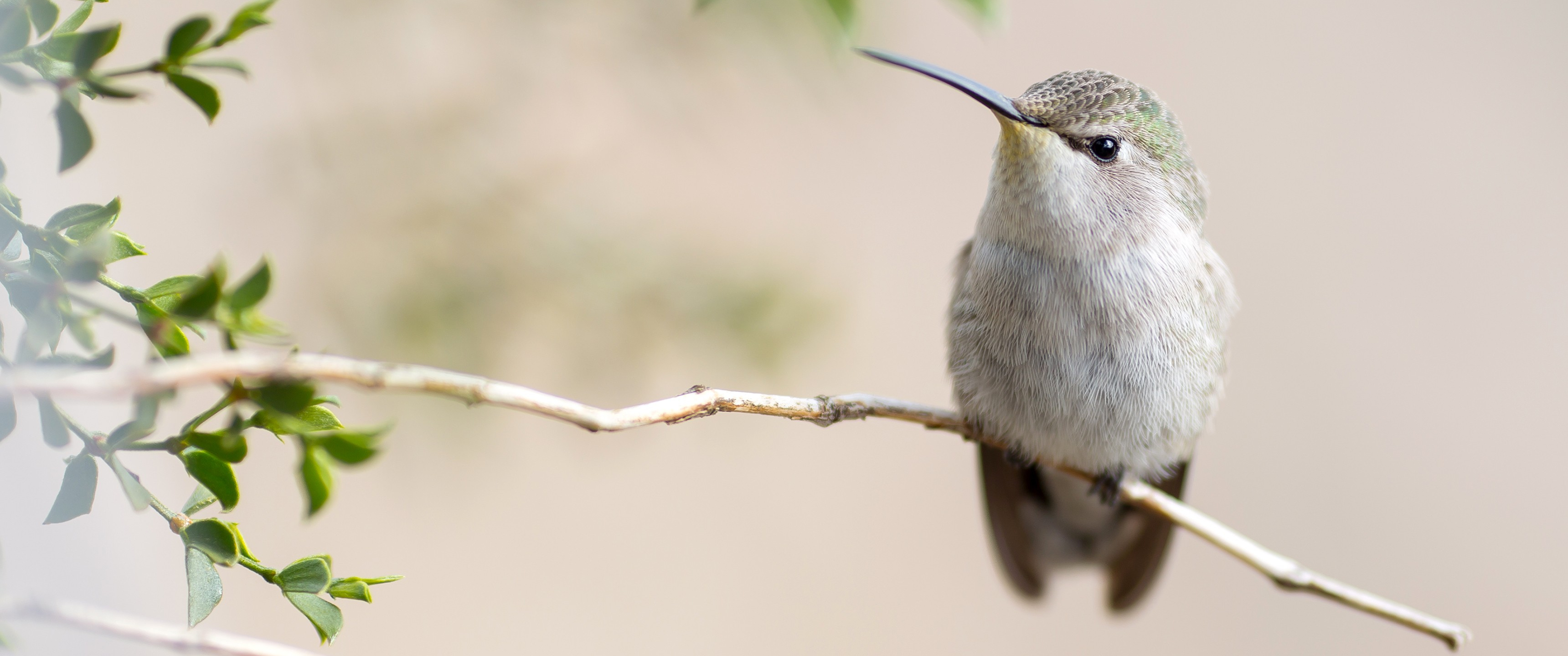 Birdy Ultrawide Wallpaper - Wallpaper - 3440x1440 Wallpaper - teahub.io