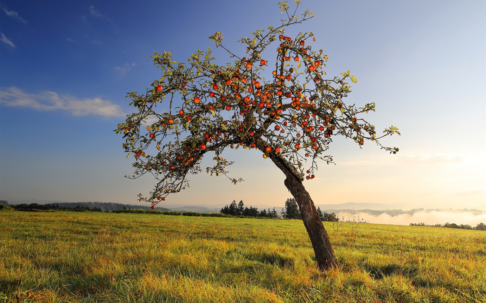 Apple Tree In Fall Hd - 1680x1050 Wallpaper - teahub.io