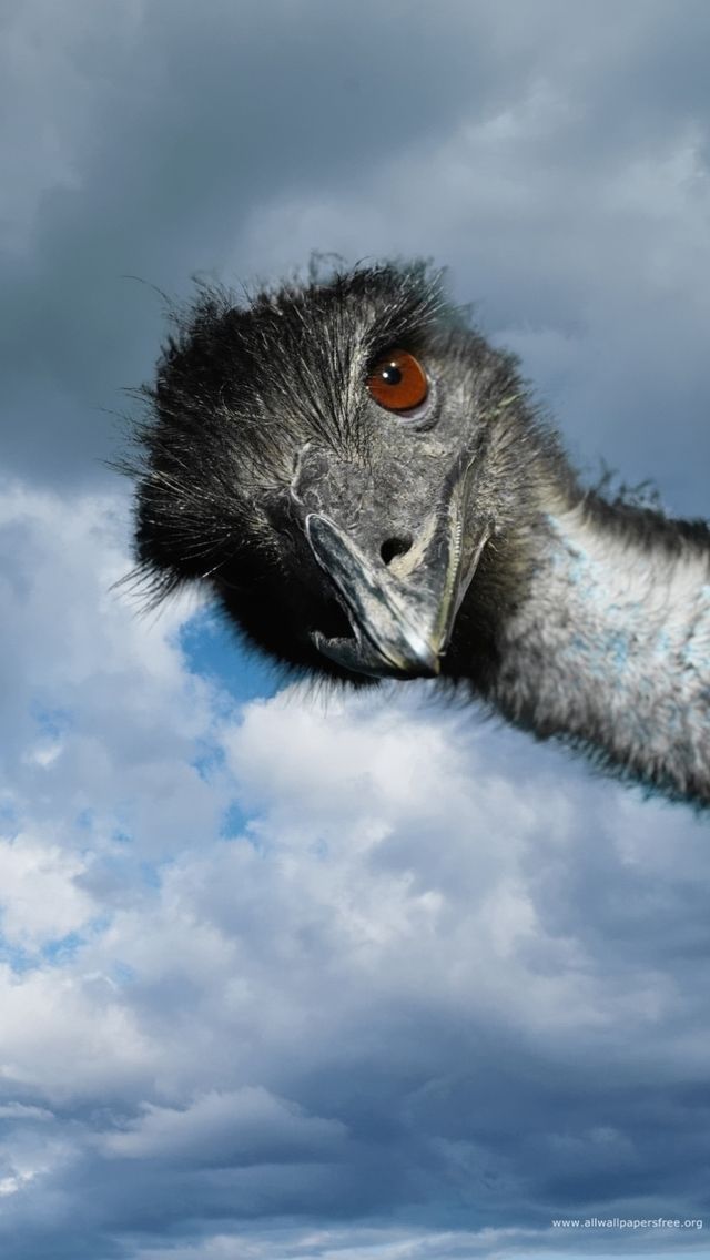 Emu Wallpaper 4k - 640x1136 Wallpaper - teahub.io