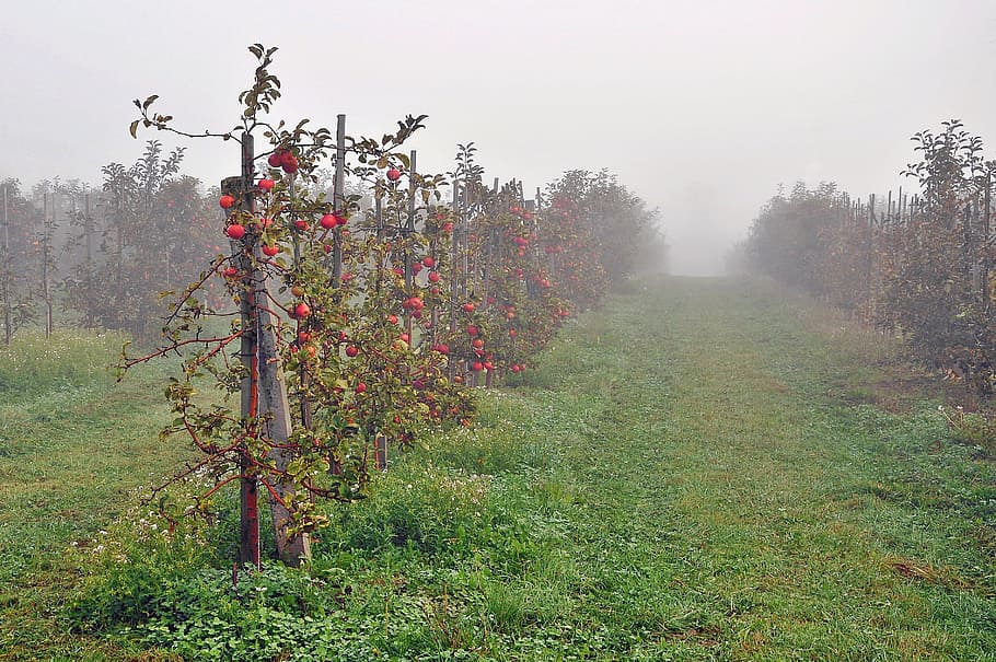 Sad, Apples, Fruit, The Fog, The Cultivation Of, Autumn, - 910x605 ...