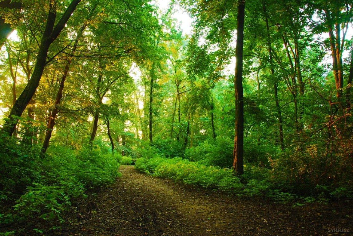 Old-growth Forest - 1148x768 Wallpaper - teahub.io