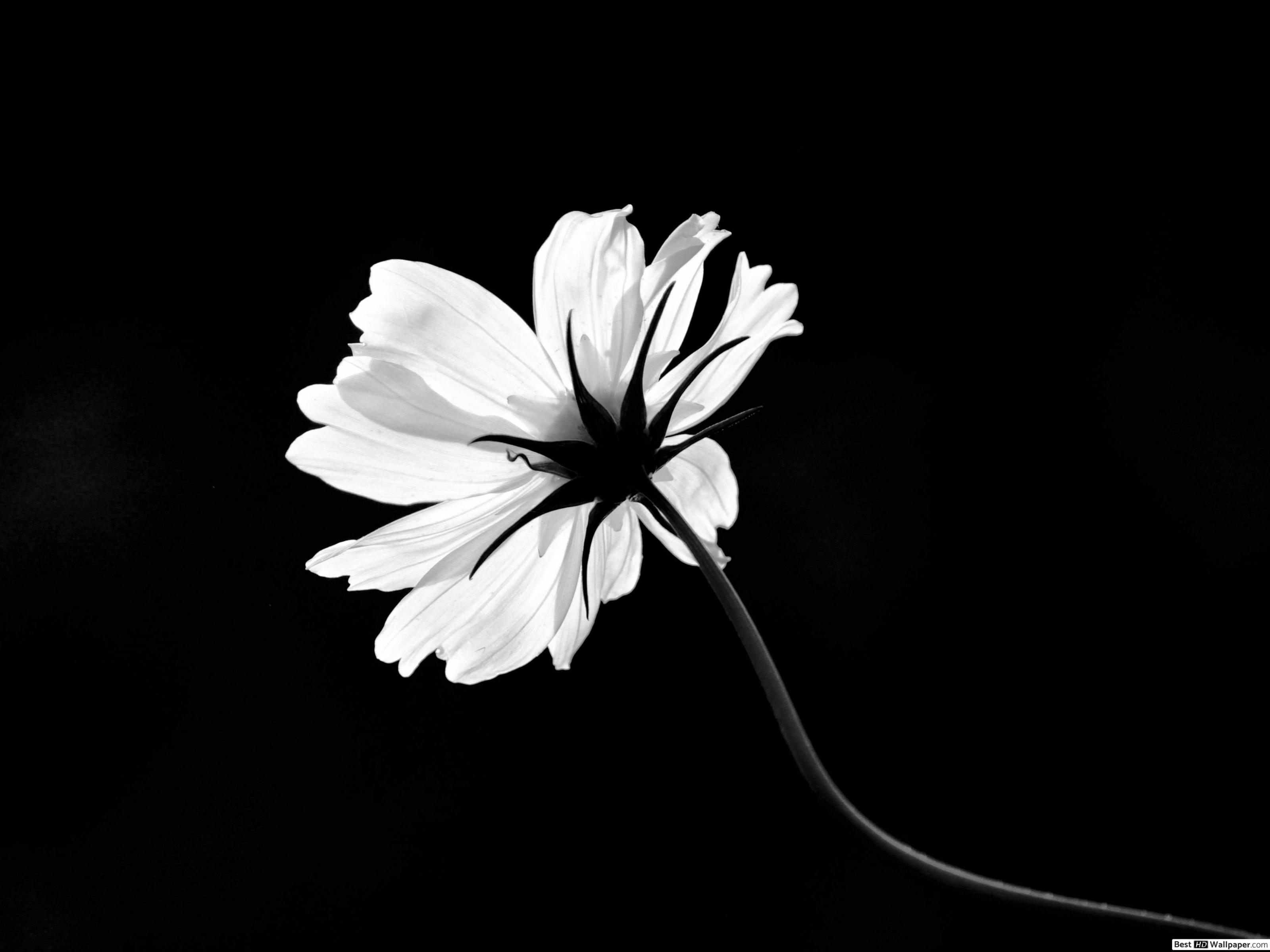 Single Flower Background Hd - 3200x2400 Wallpaper - teahub.io