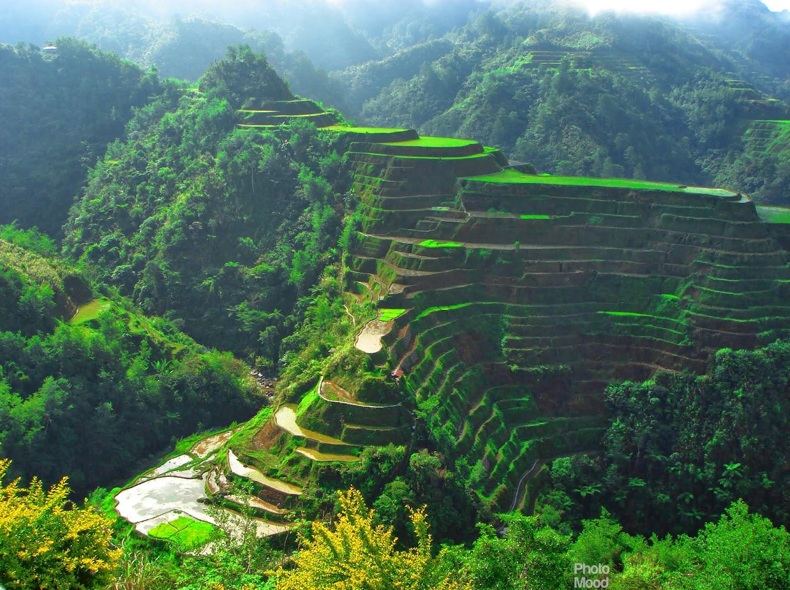 Nature Wallpaper Download - Lubo Rice Terraces Tanudan - 1600x1195 ...