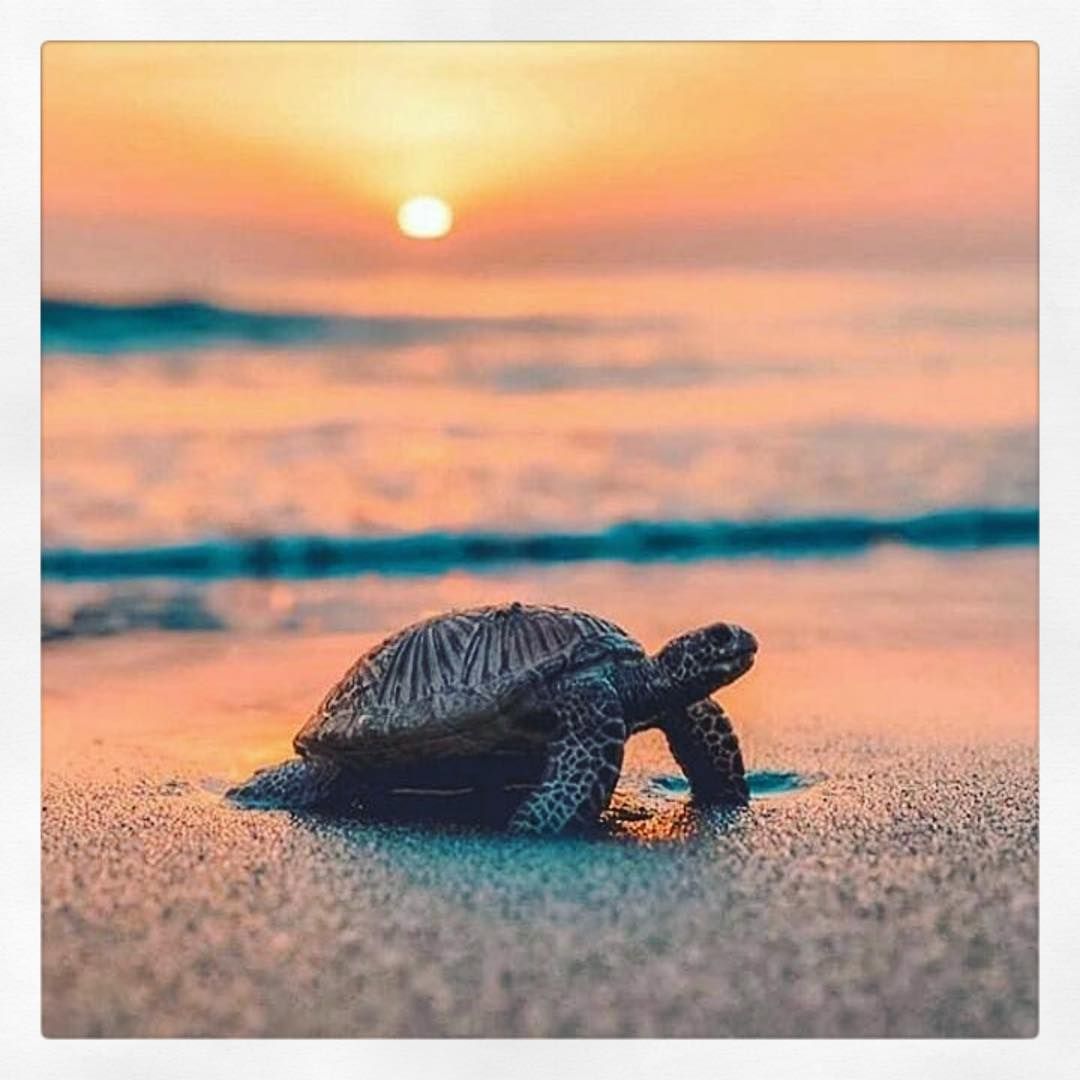 Sea Turtle With Sunset - 1080x1080 Wallpaper - teahub.io