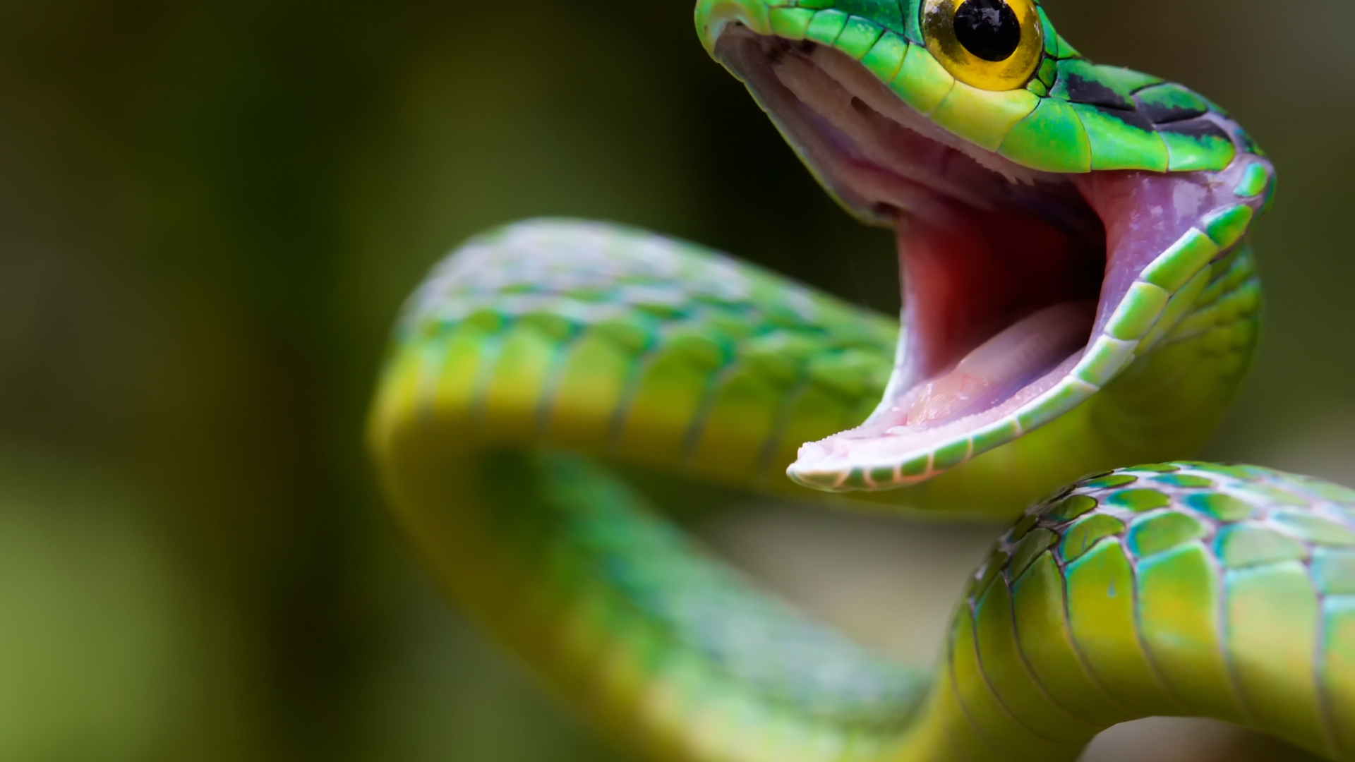 Snake Hd - 1920x1080 Wallpaper - teahub.io