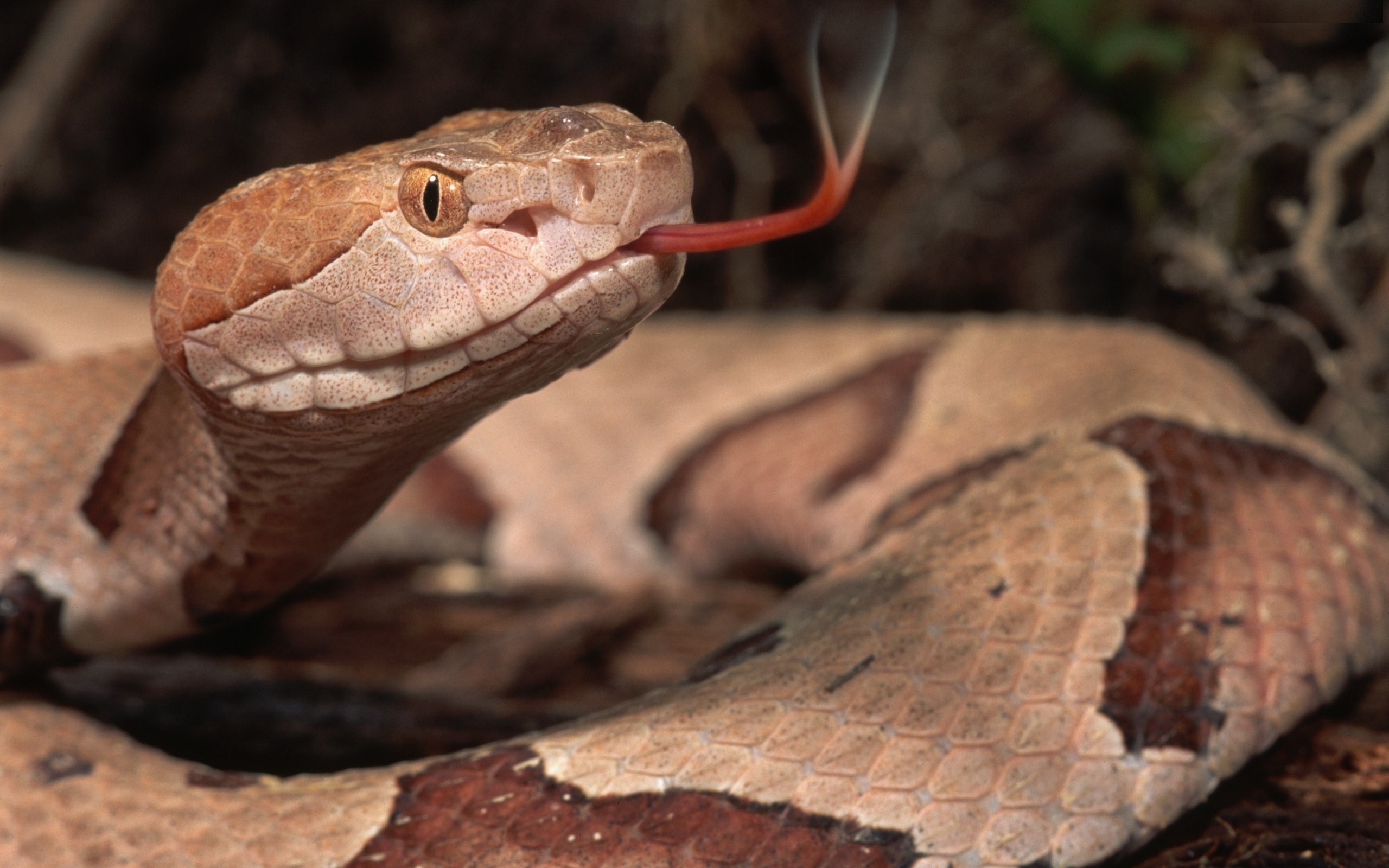 Hd Nice Wallpapers - Copperhead Snake - 2560x1600 Wallpaper - teahub.io