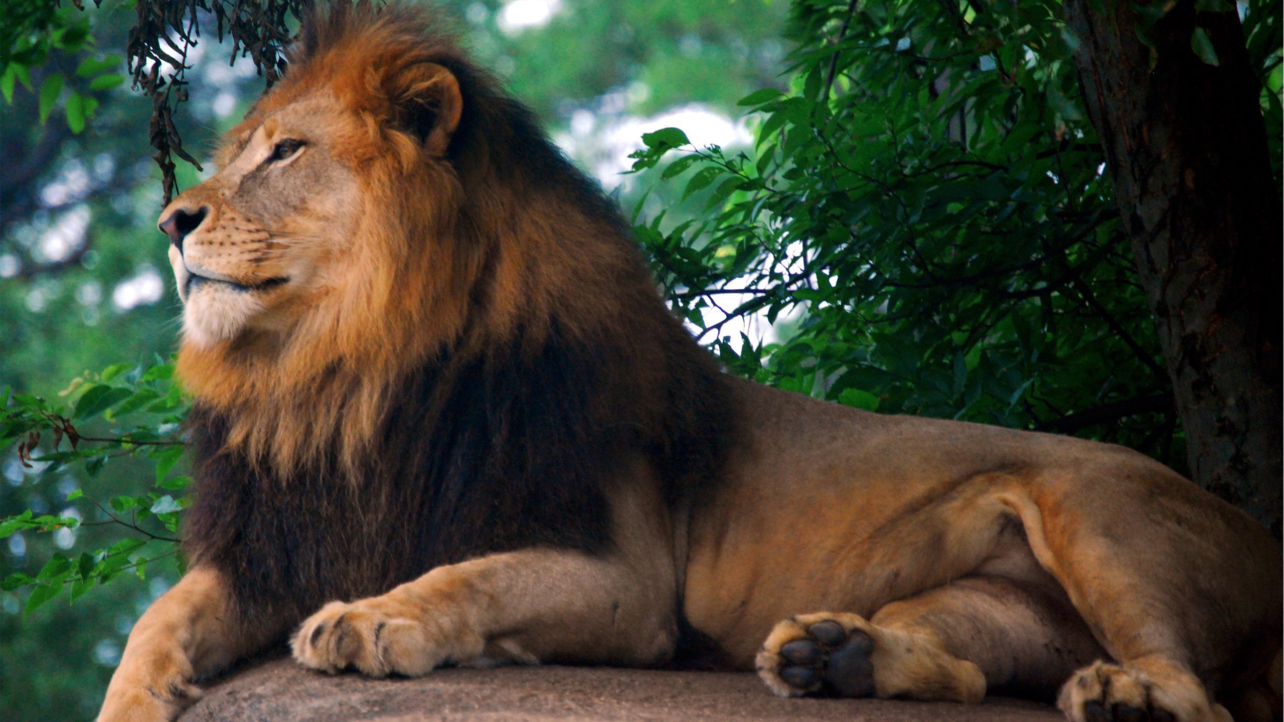 Fondos De Pantalla Leon Hd - 2560x1440 Wallpaper - teahub.io