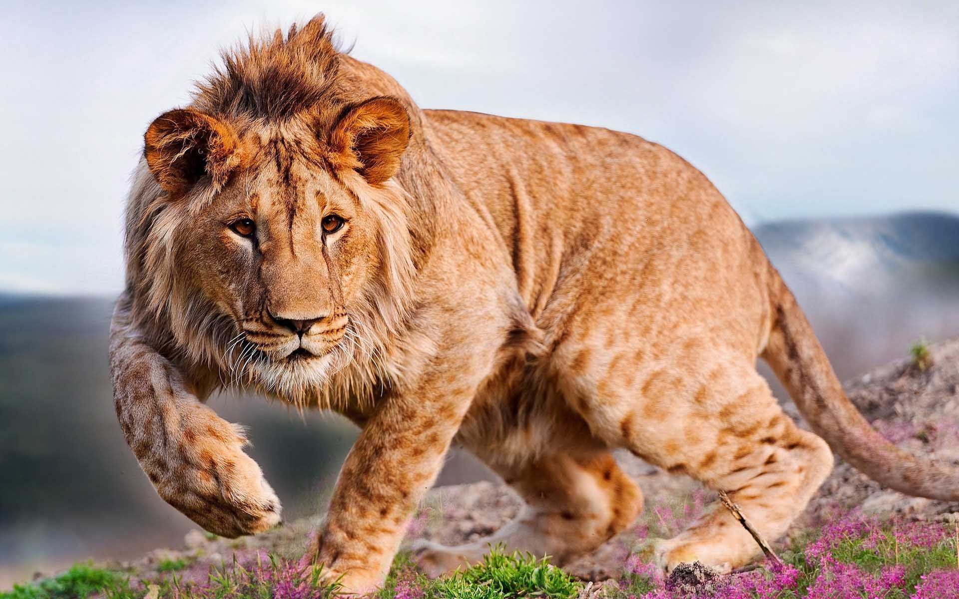 Lion In Action Wallpaper - Action Hd Wallpaper For Mobile - 1920x1200 ...